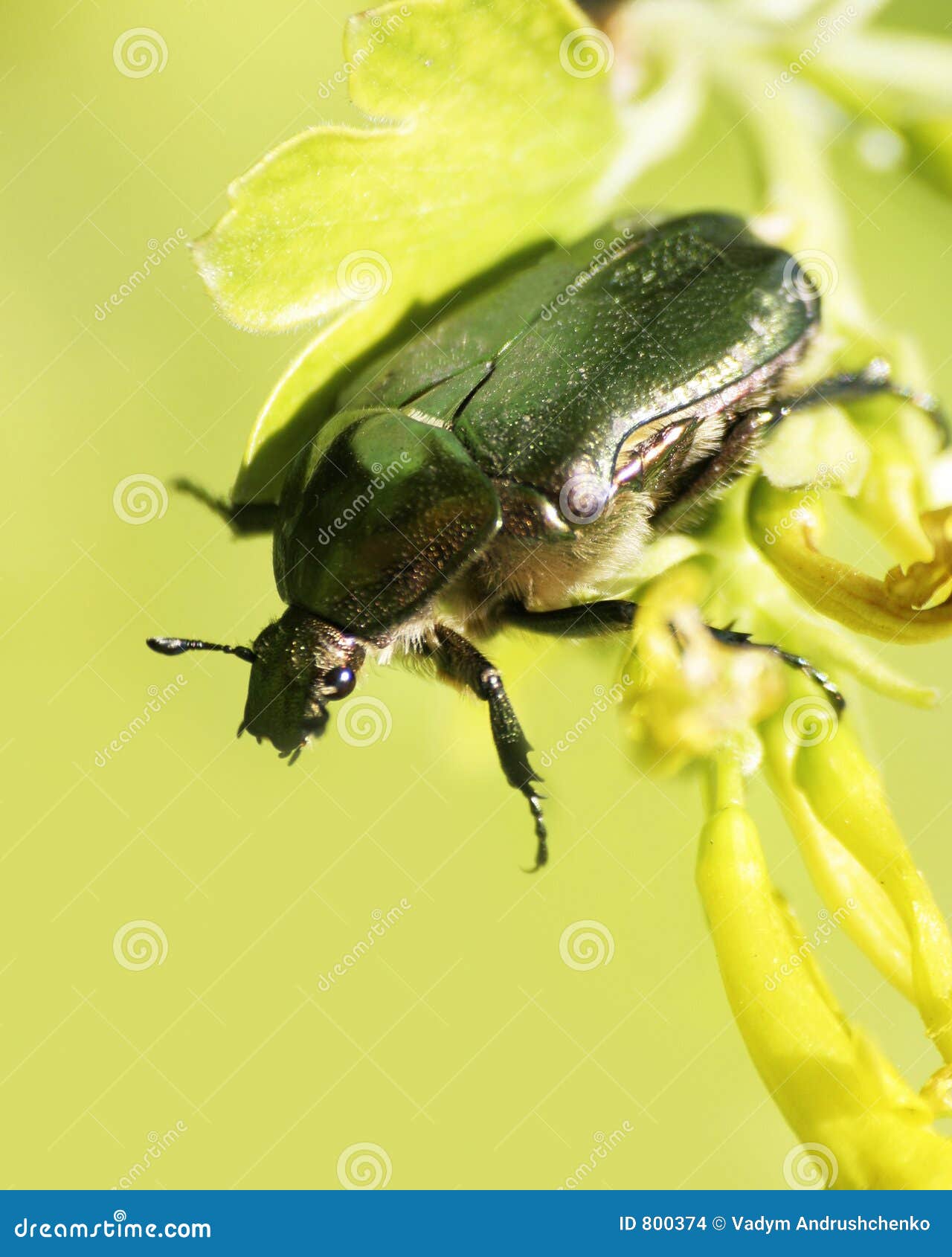 May-bug stock photo. Image of nature, insects, leaves, close - 800374
