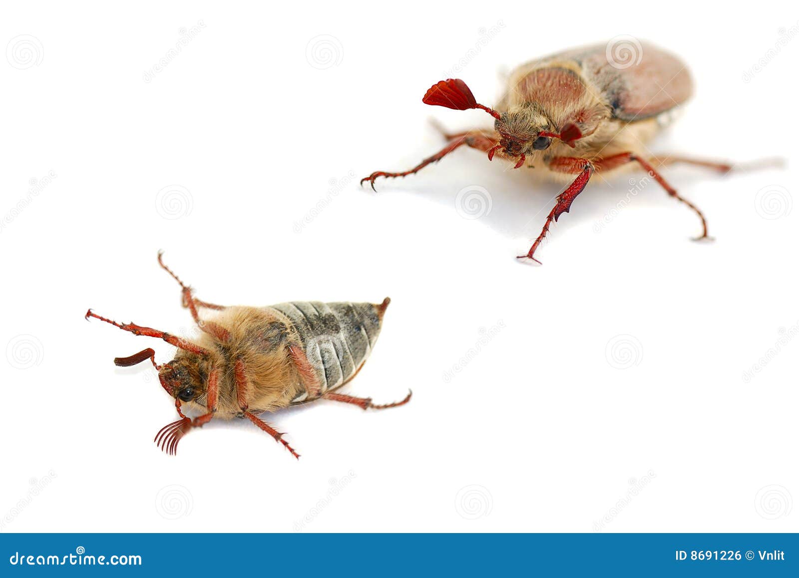 May-bug stock photo. Image of wild, stroke, face, antenna - 8691226