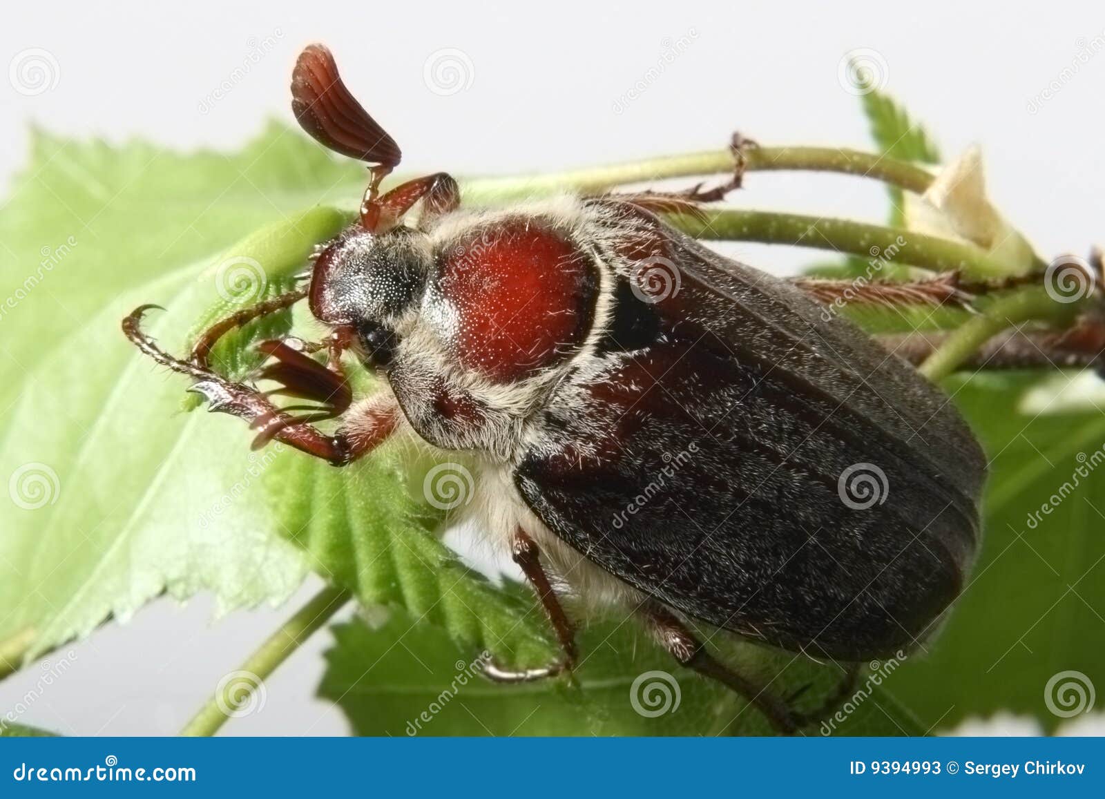 May-bug stock image. Image of animal, eater, cycle, endangered - 9394993