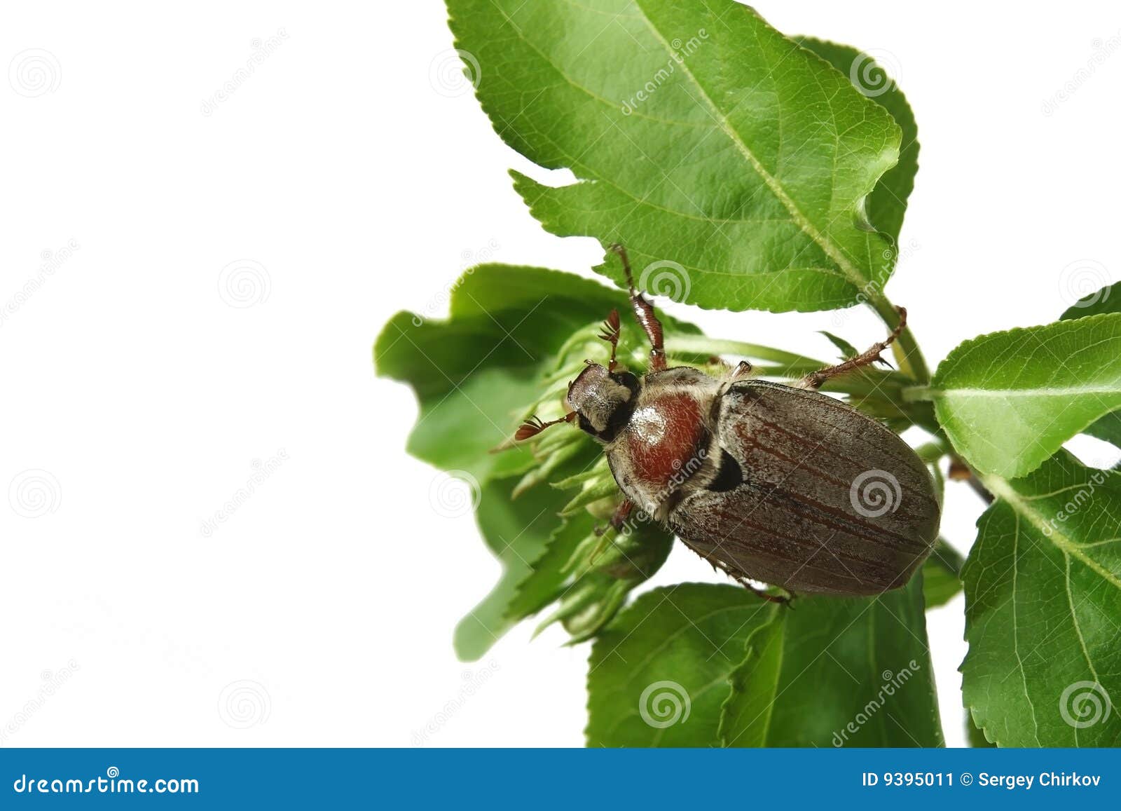 May-bug stock image. Image of chafer, damage, foliage - 9395011