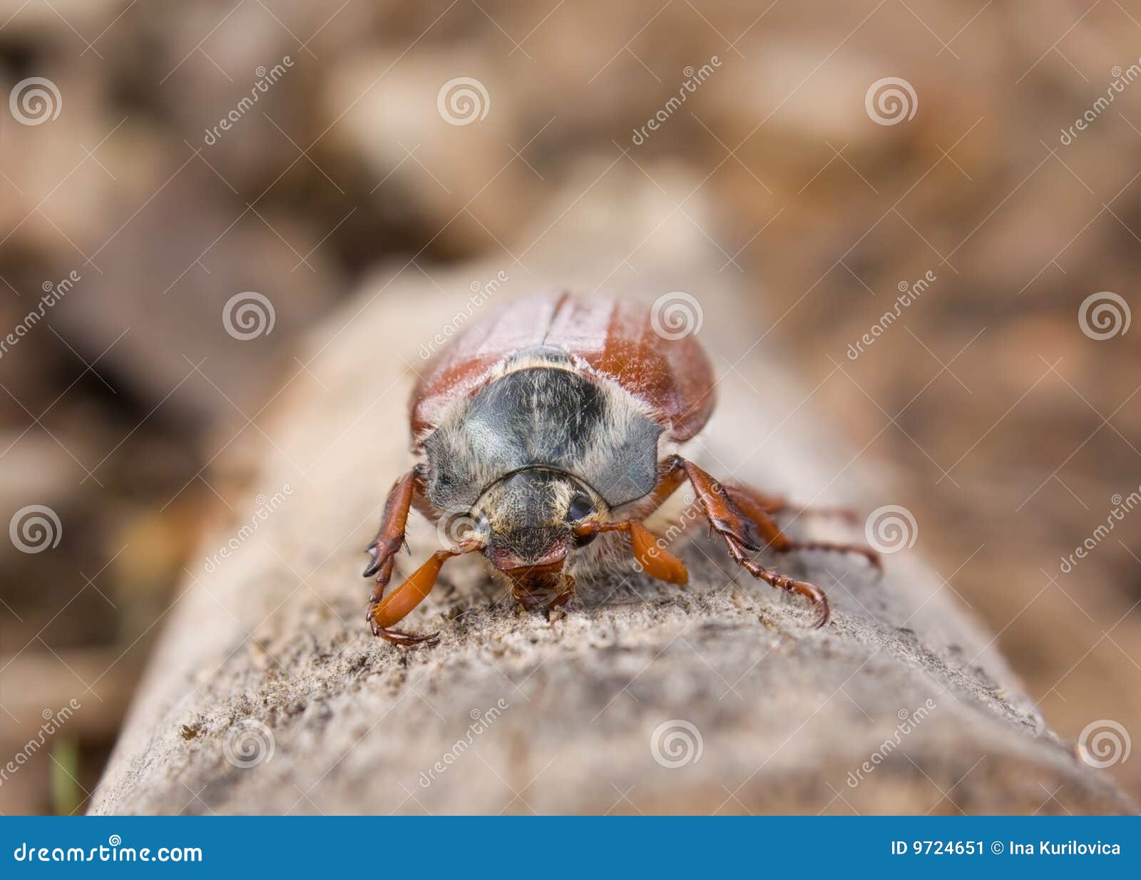 May-bug beetle stock image. Image of detail, remote, object - 9724651