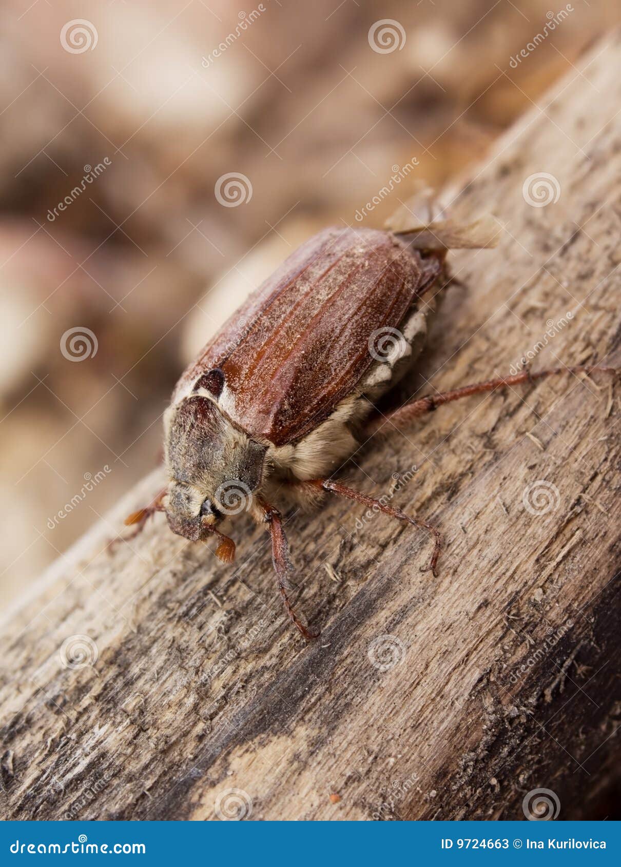 May-bug beetle stock image. Image of insect, chafer, brown - 9724663