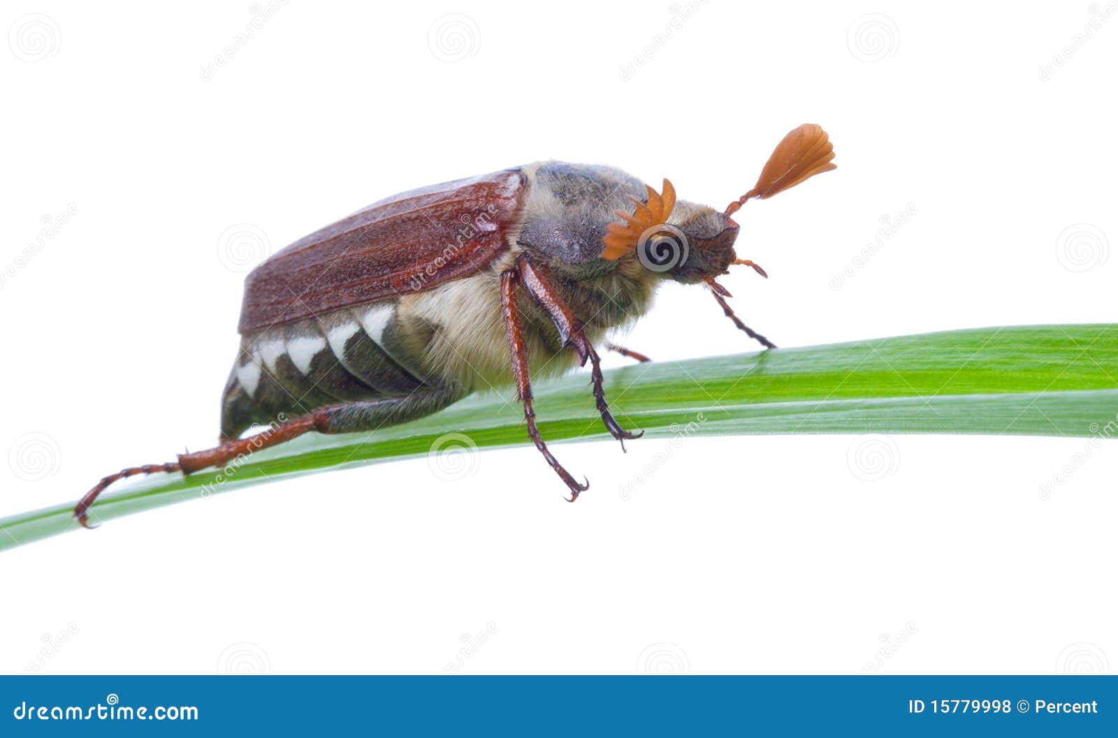 May-bug on blade isolated stock photo. Image of face - 15779998 May-bug on blade isolated stock photo. Image of face - 15779998