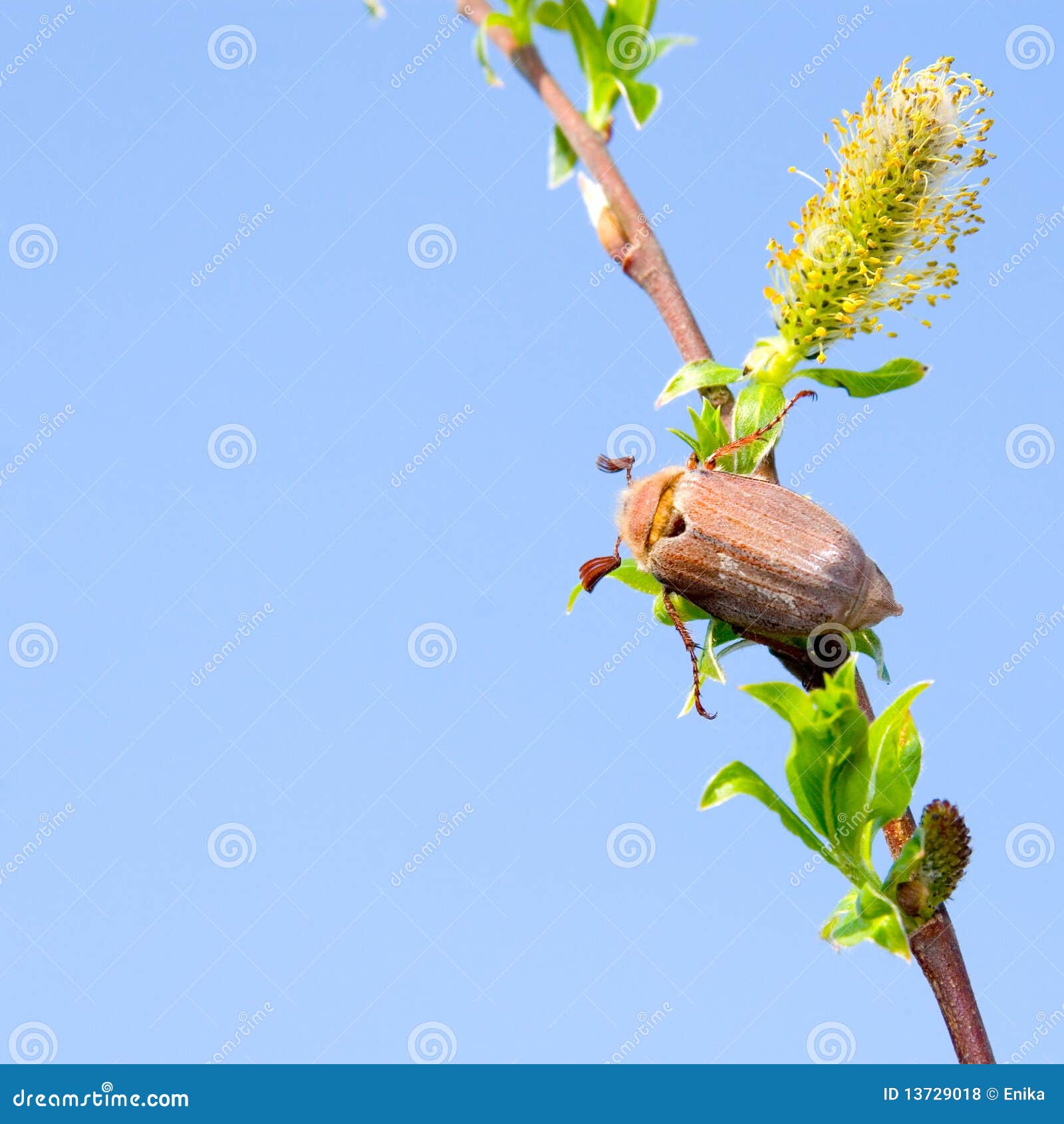 May-bug on a branch stock photo. Image of leaf, cockchafer - 13729018