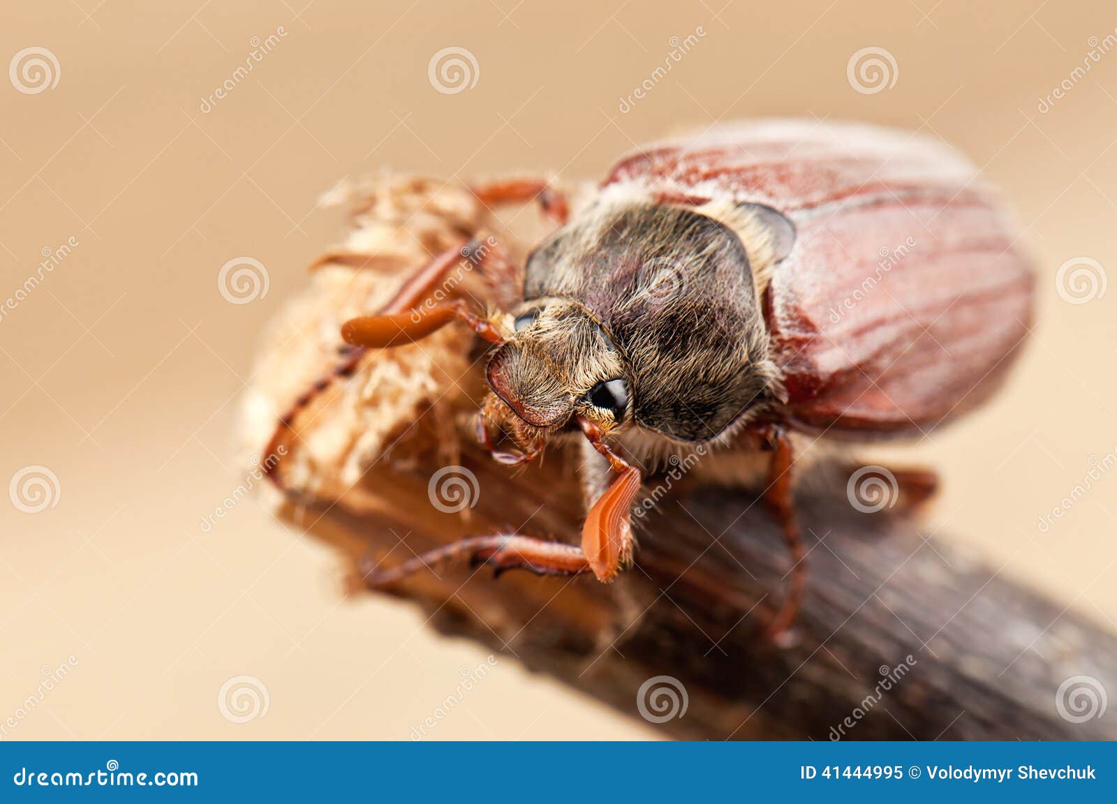 May bug stock image. Image of organism, insects, insect - 41444995