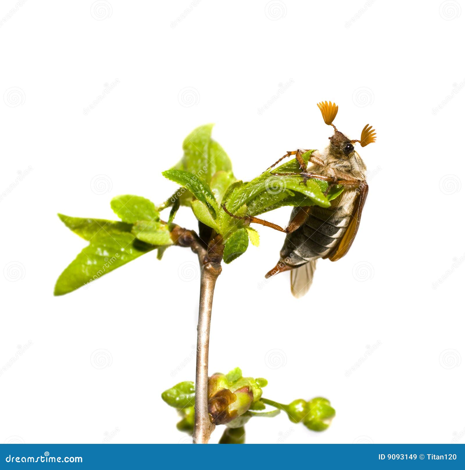 May-bug on the Branch of Tree Stock Image - Image of summer, close: 9093149