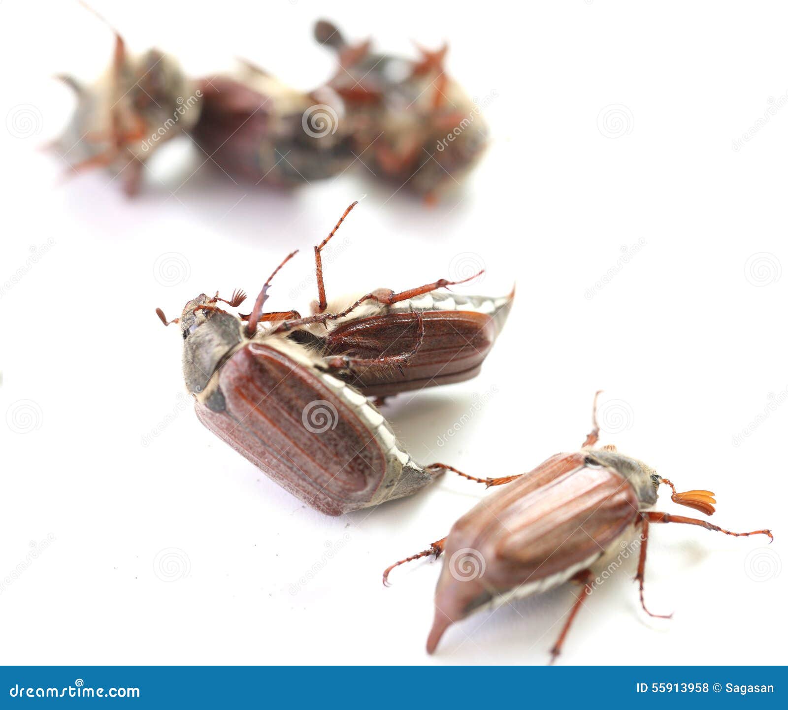 May-bug stock photo. Image of animal, pest, pets, people - 55913958