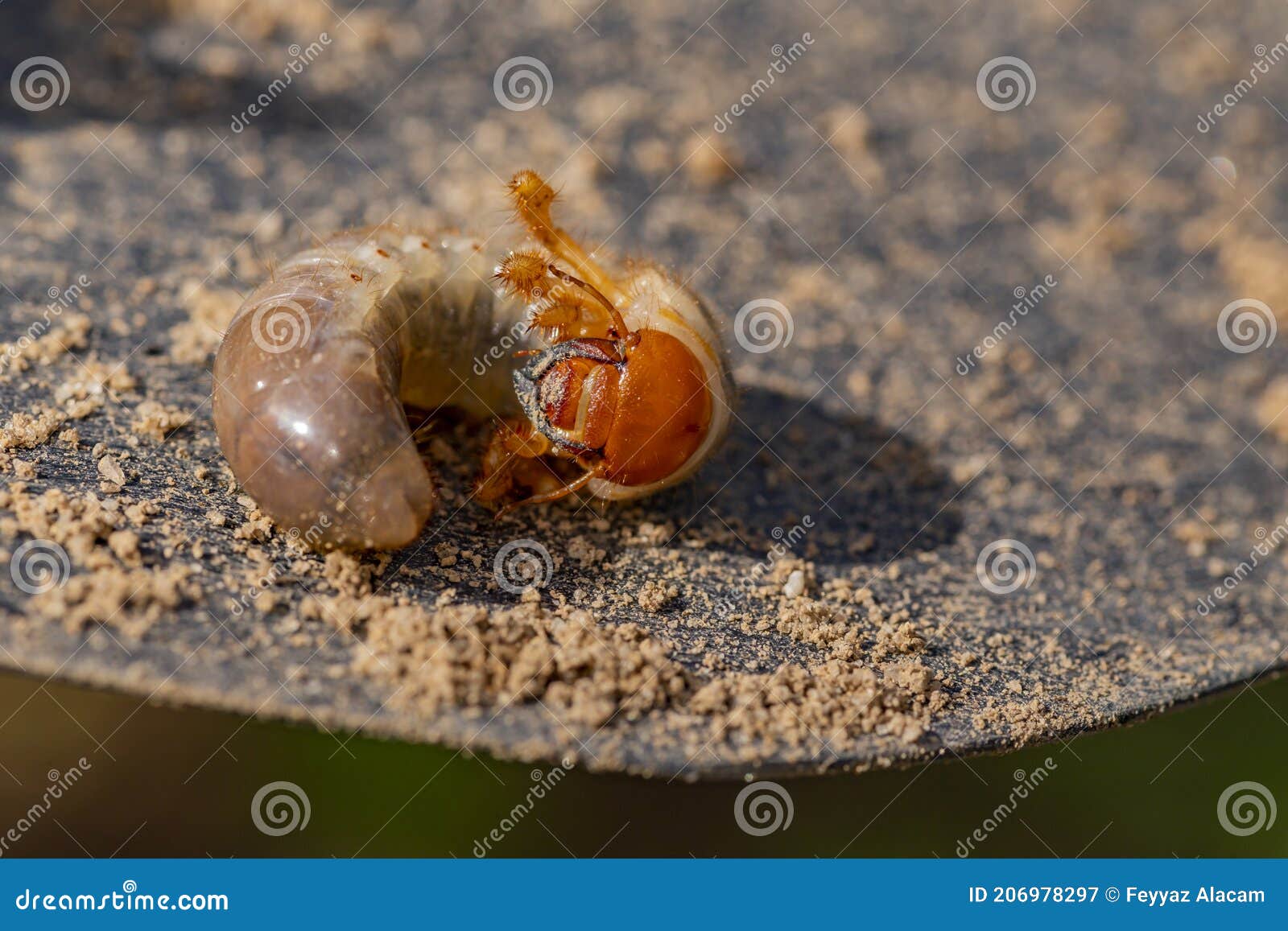 The May Bug Cockchafer in Garden Pest in Turkey Stock Image - Image of ...