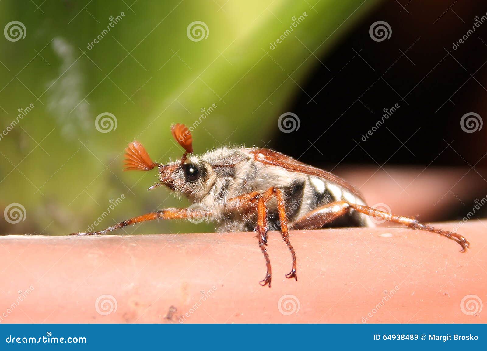Melolontha Is Close-up. A Look At The Maggot Through A Magnifying Glass ...