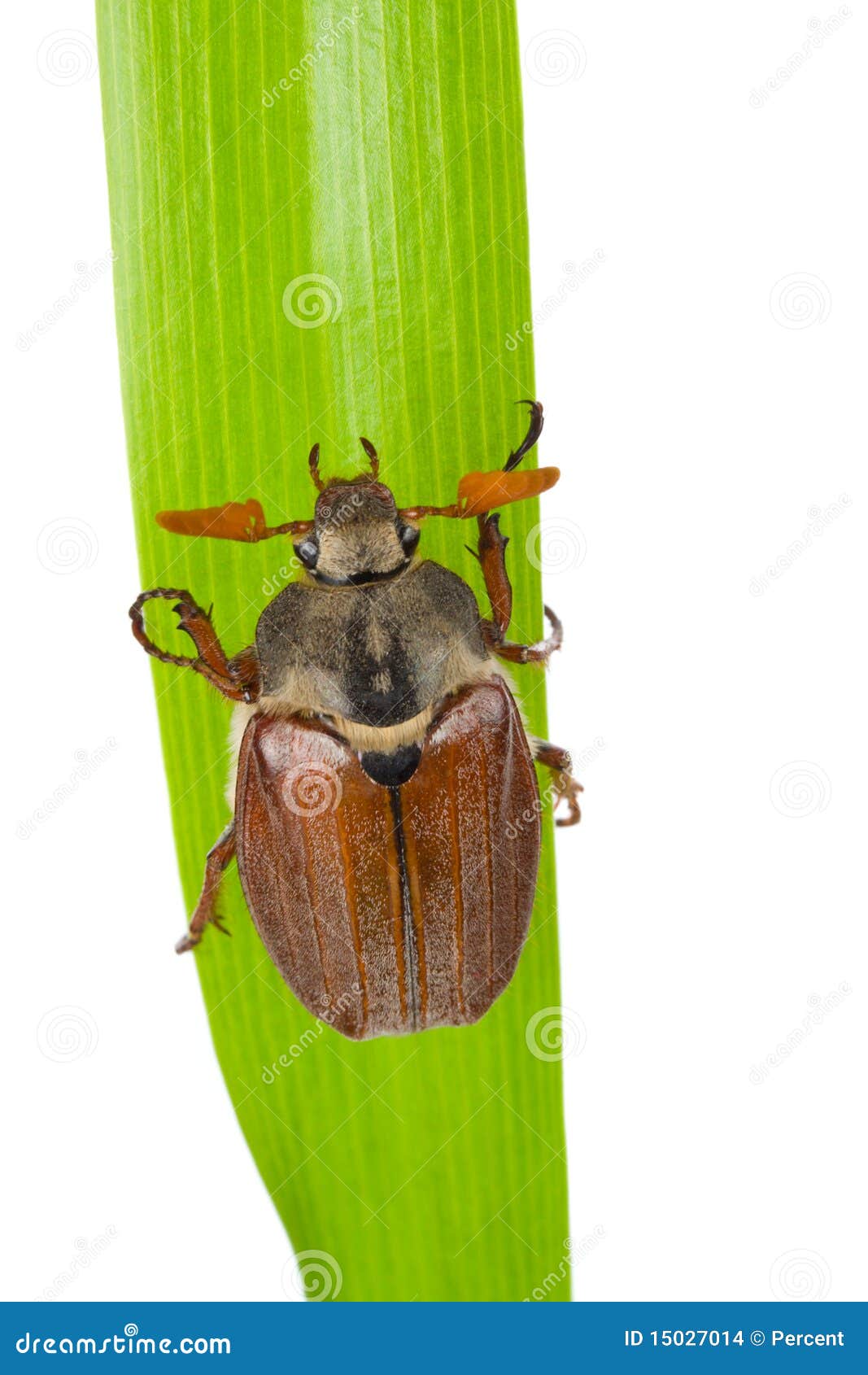 May-bug Creeping On Blade Isolated Stock Photo - Image of plant, june ... May-bug Creeping On Blade Isolated Stock Photo - Image of plant, june ...