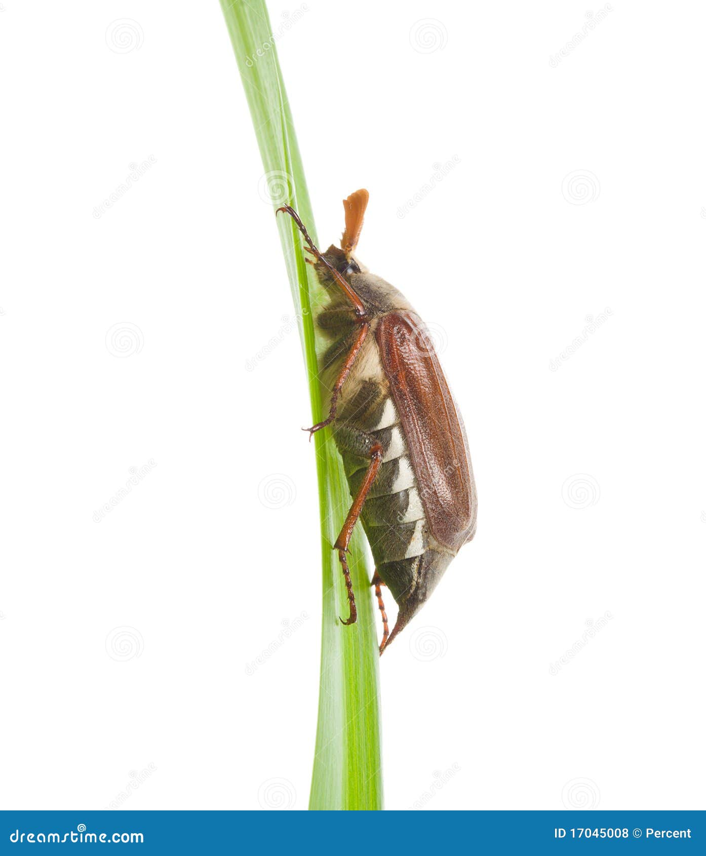 May-bug Creeping on Blade Isolated Stock Photo - Image of pest, leaf ...