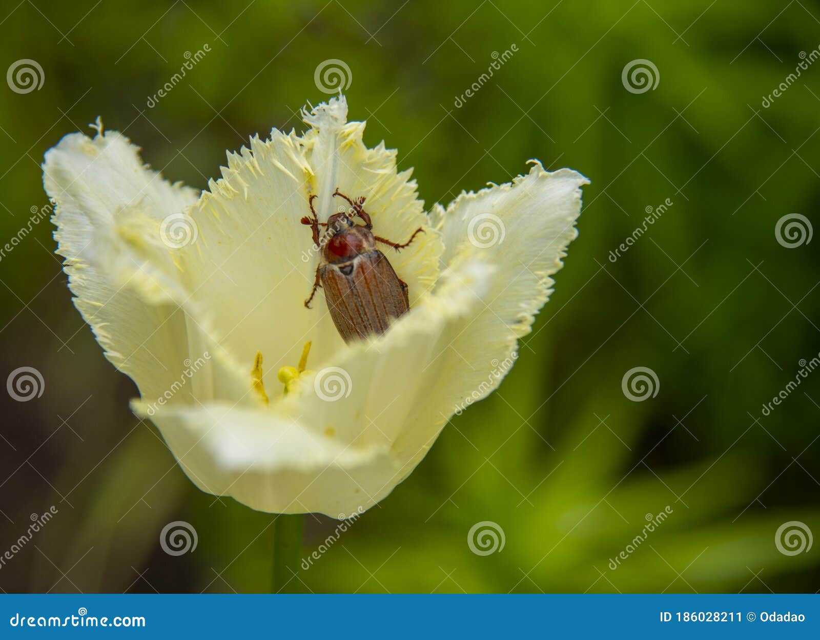 The May Bug, Crunch, Sits in an Open Tulip Flower Stock Image - Image ...