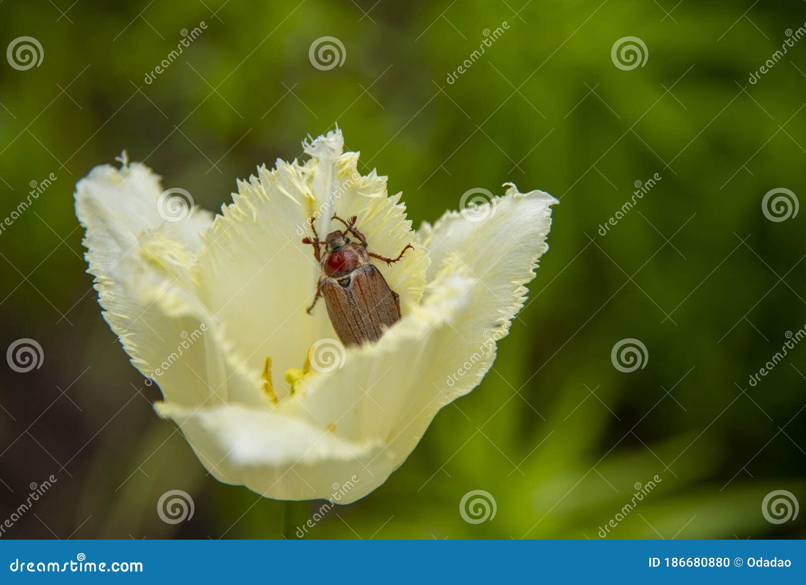 The May Bug, Crunch, Sits in an Open Tulip Flower Stock Photo - Image ...