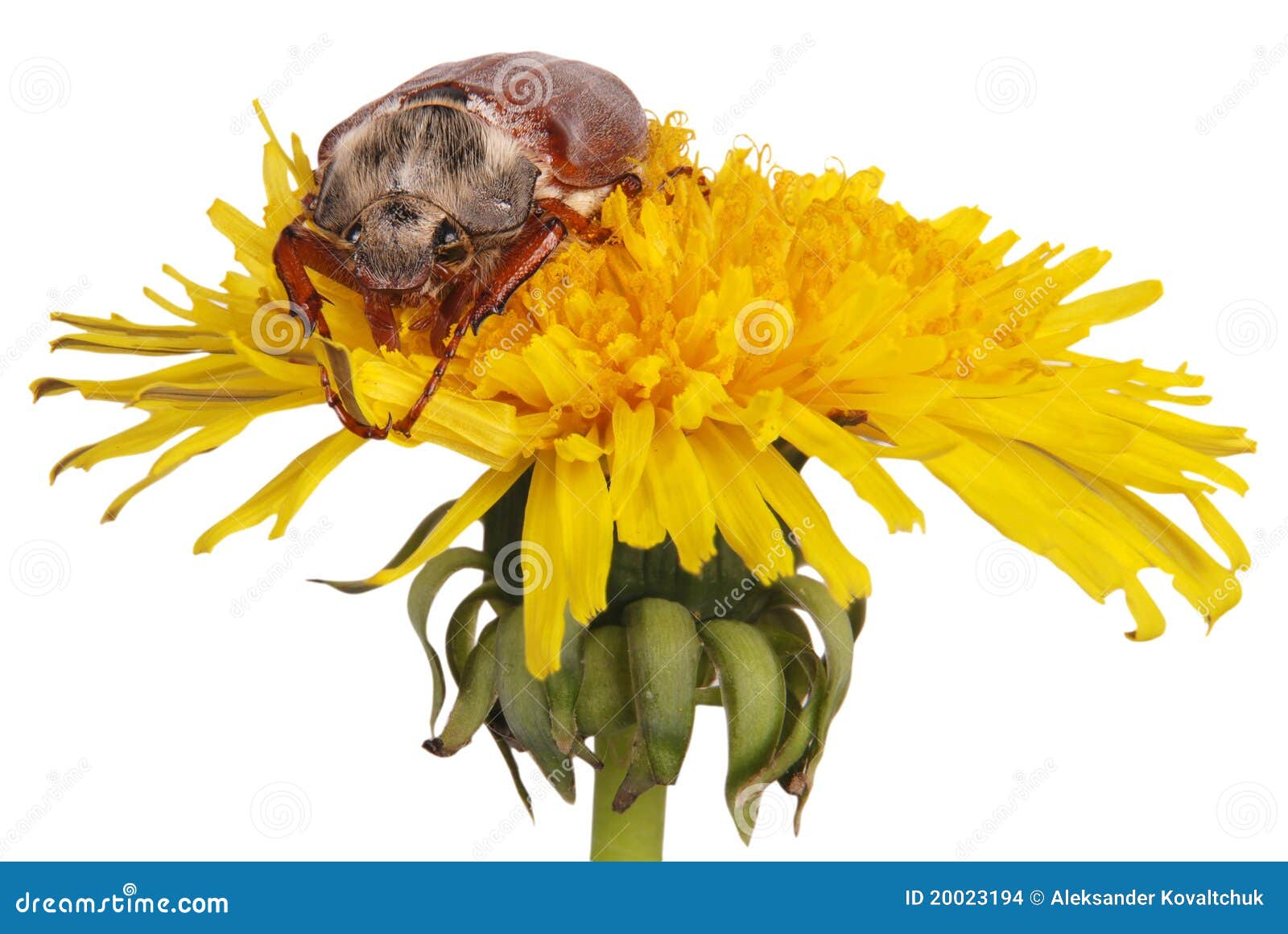 May bug on dandelion stock photo. Image of closeup, studio - 20023194