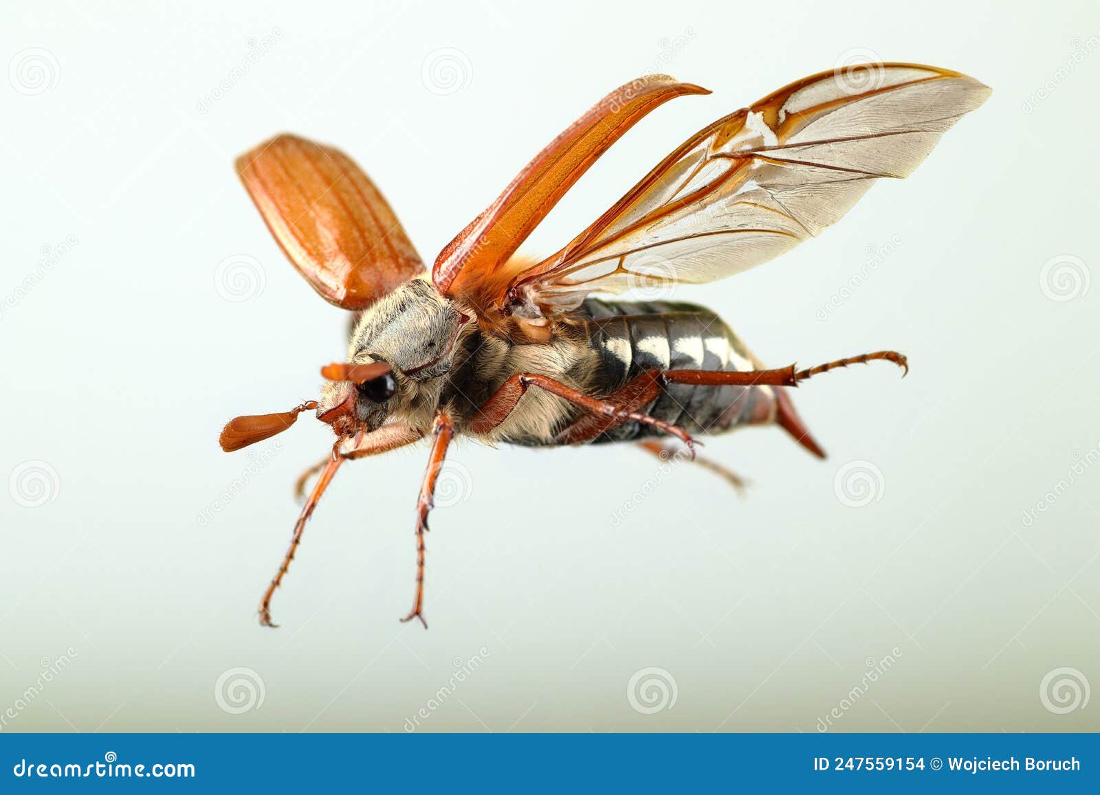 The May bug in flight stock photo. Image of flight, animal - 247559154