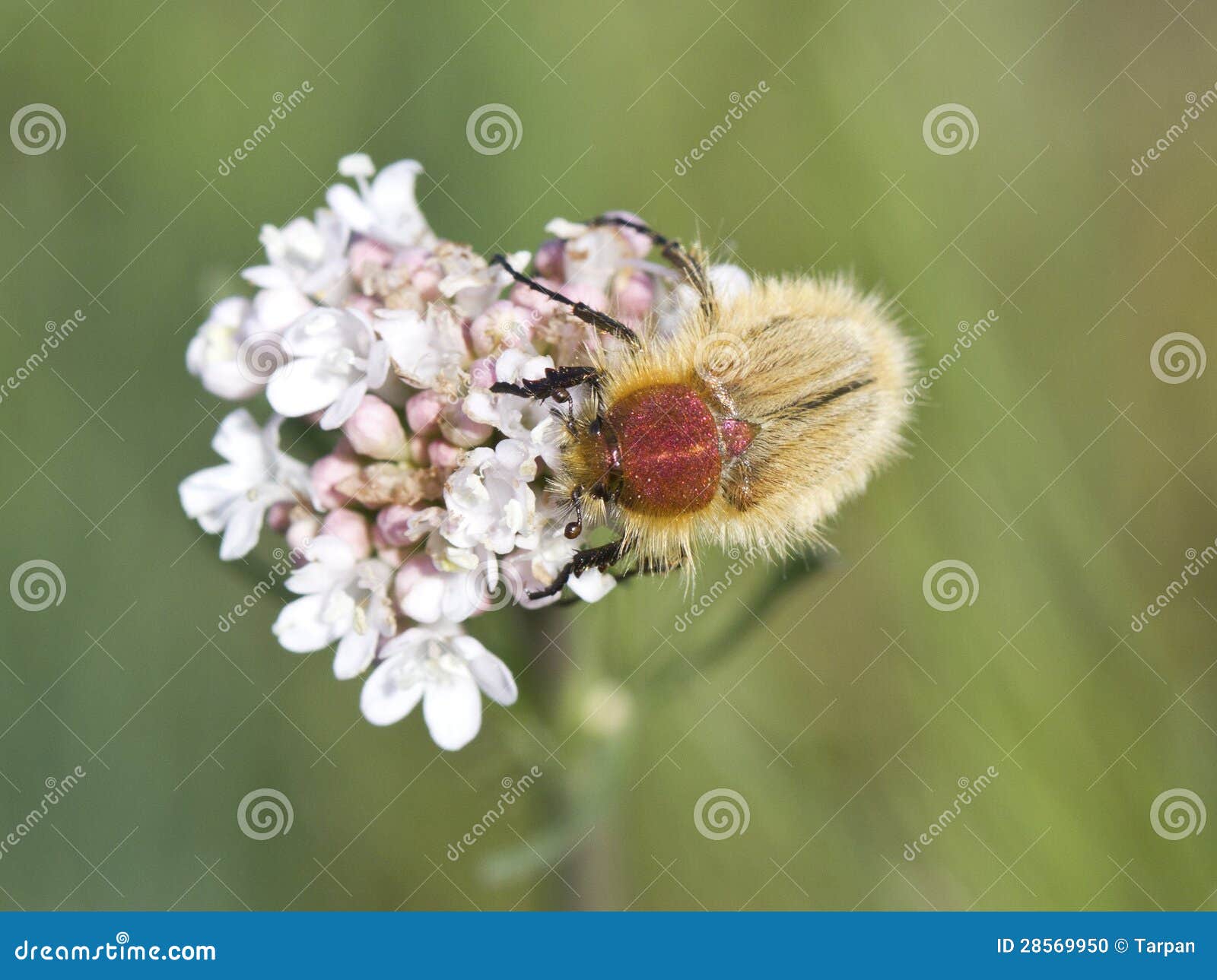 May-bug on a Flower in the Spring Plant. Stock Photo - Image of ...