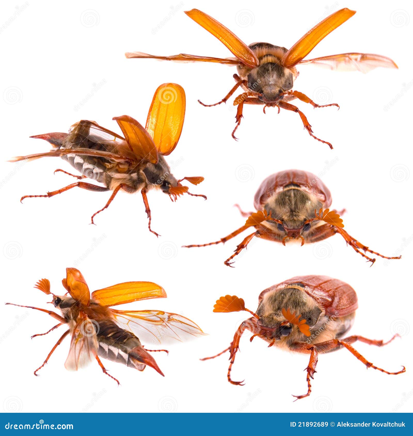 May bug flying stock image. Image of closeup, cockchafer - 21892689