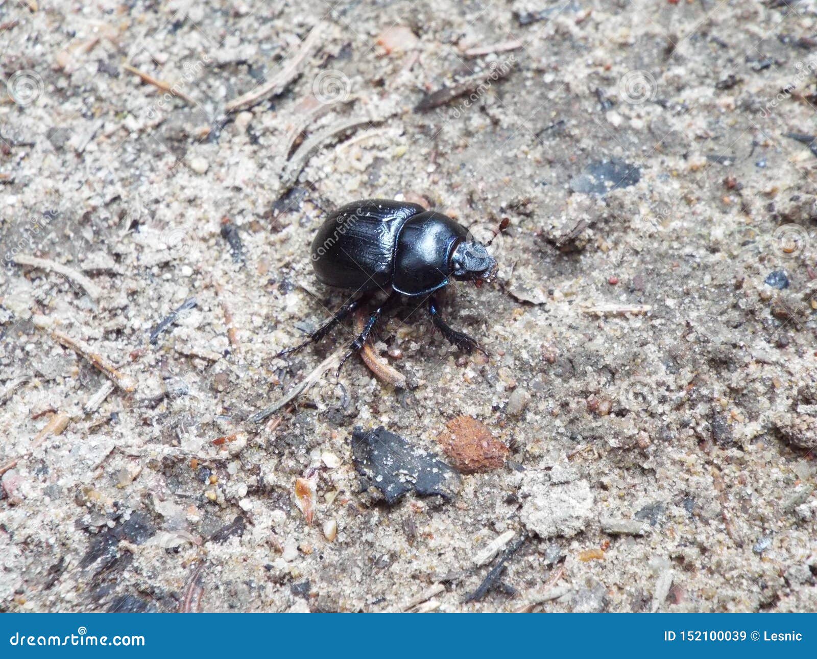 May Bug on the Forest Trail in Summer. Stock Image - Image of forest ...