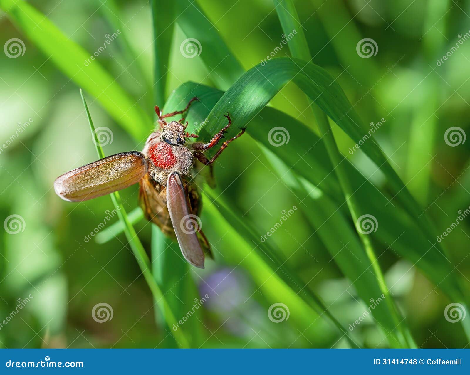 May-bug in a green grass stock photo. Image of nature - 31414748