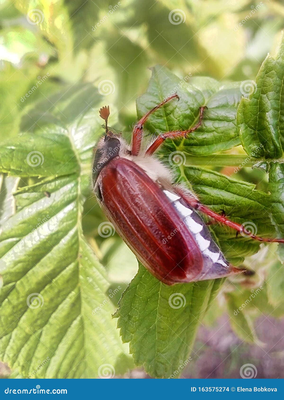 May-bug on the Green Leaves of Raspberry in the Spring Stock Photo ...