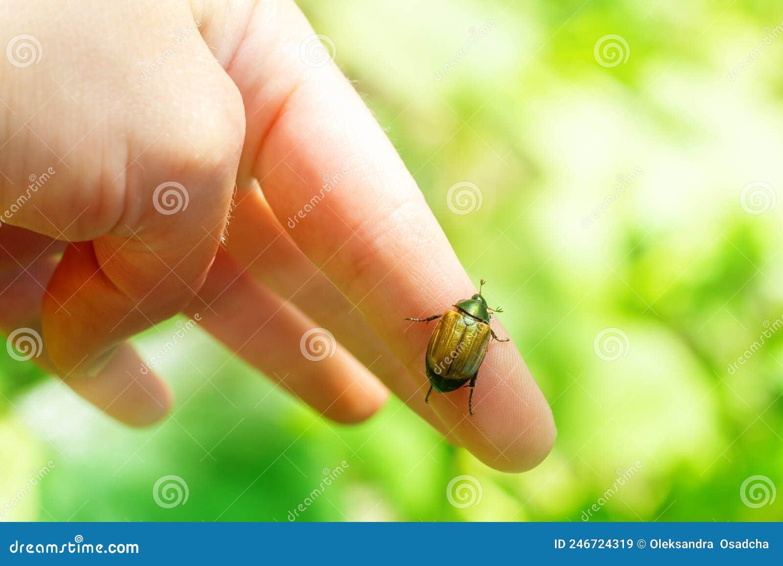 May Bug on Hand. Maybug in the Sun Stock Image - Image of insect ...