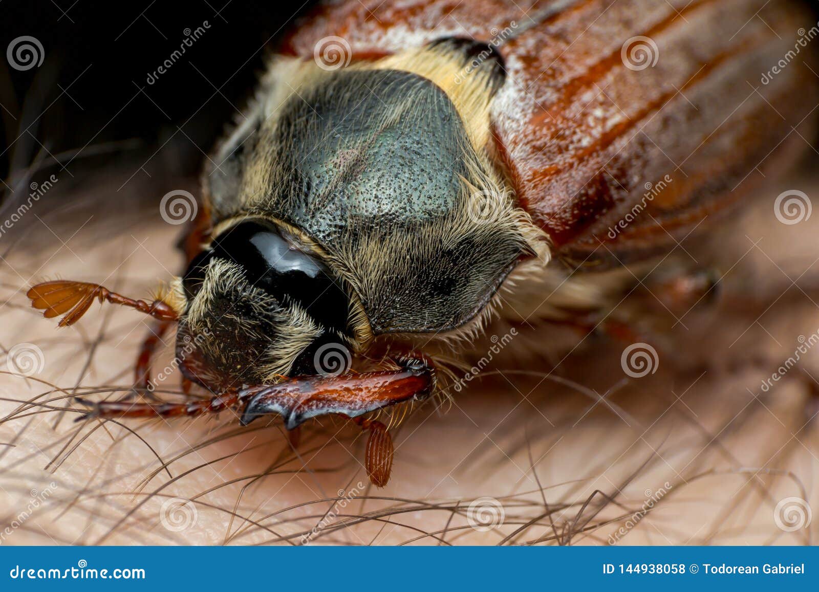 May Bug on the Human Skin Surface Stock Photo - Image of beetle, season ...