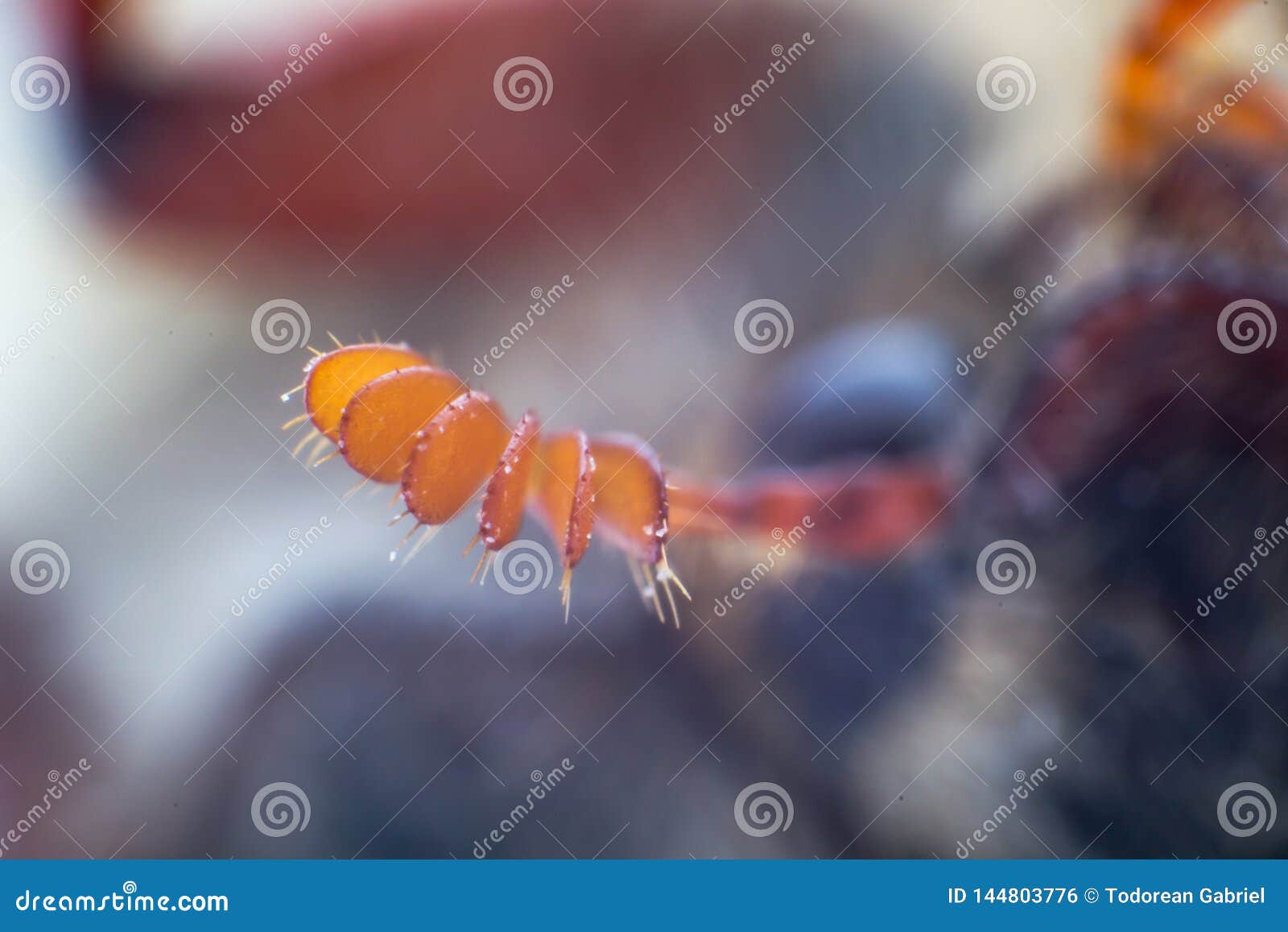 May Bug Lamellate Antenna Extreme Macro Stock Photo - Image of closeup ...