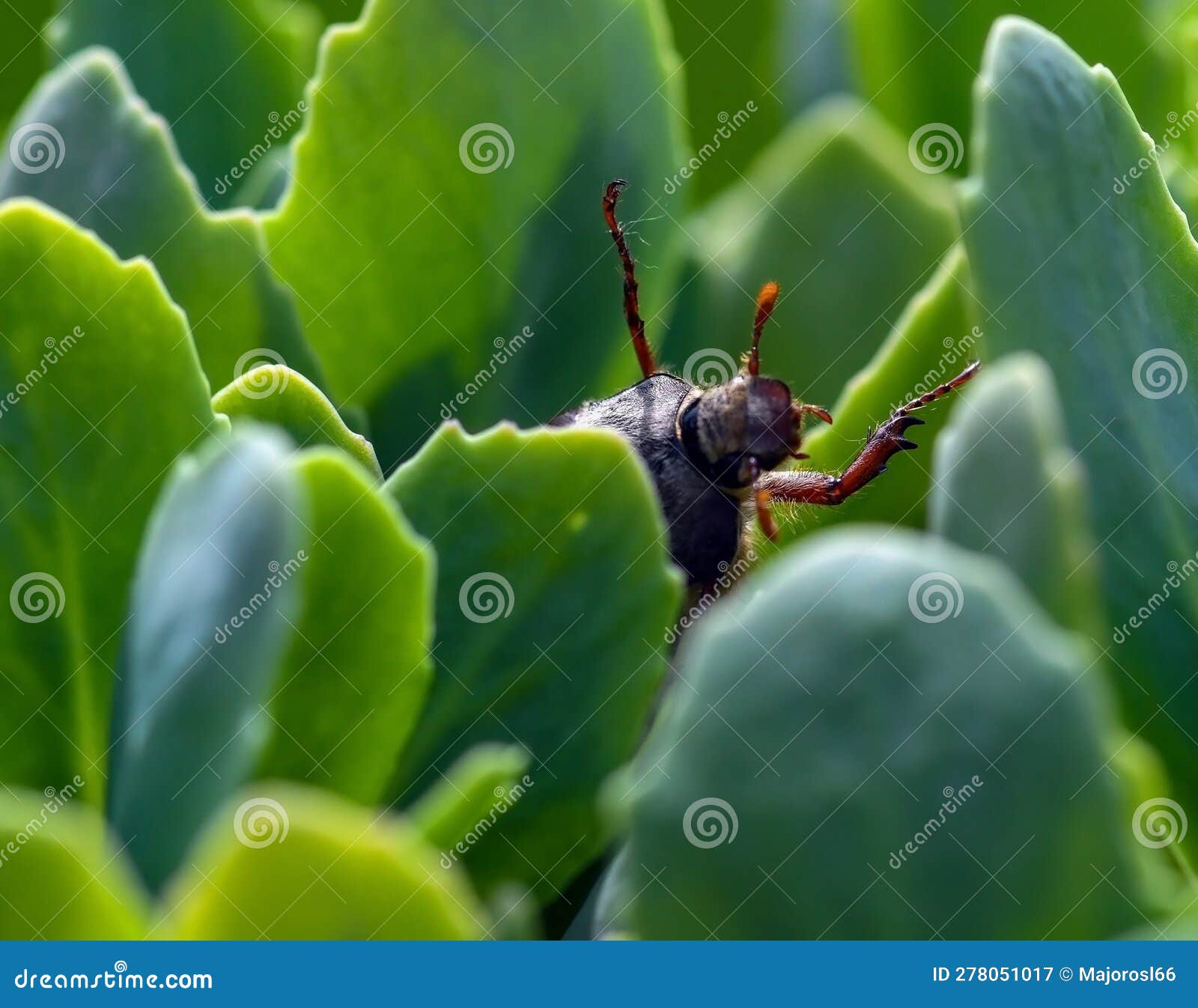 May Bug on the Leaf of a Plant Stock Image - Image of chafer, wing ...