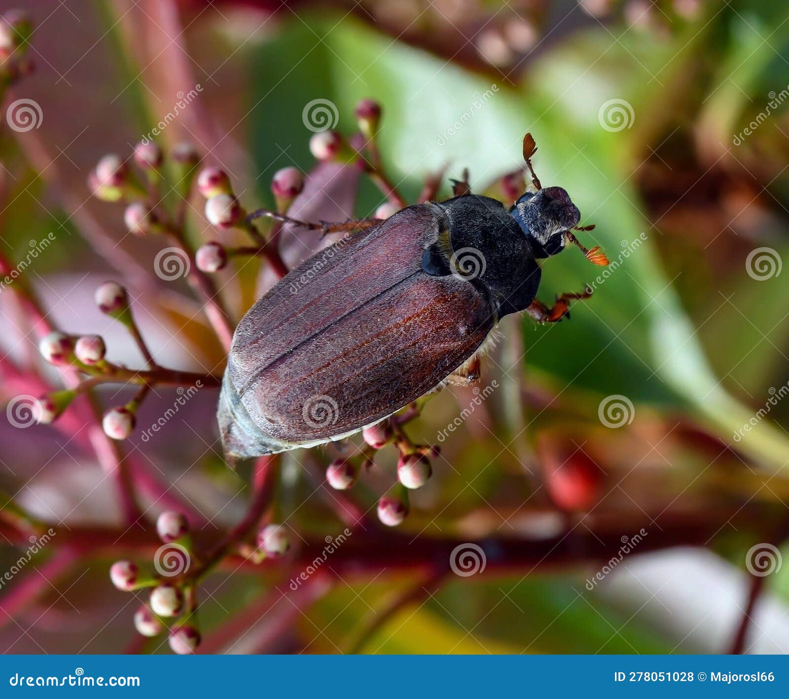 May Bug on the Leaf of a Plant Stock Photo - Image of pest, beatle ...