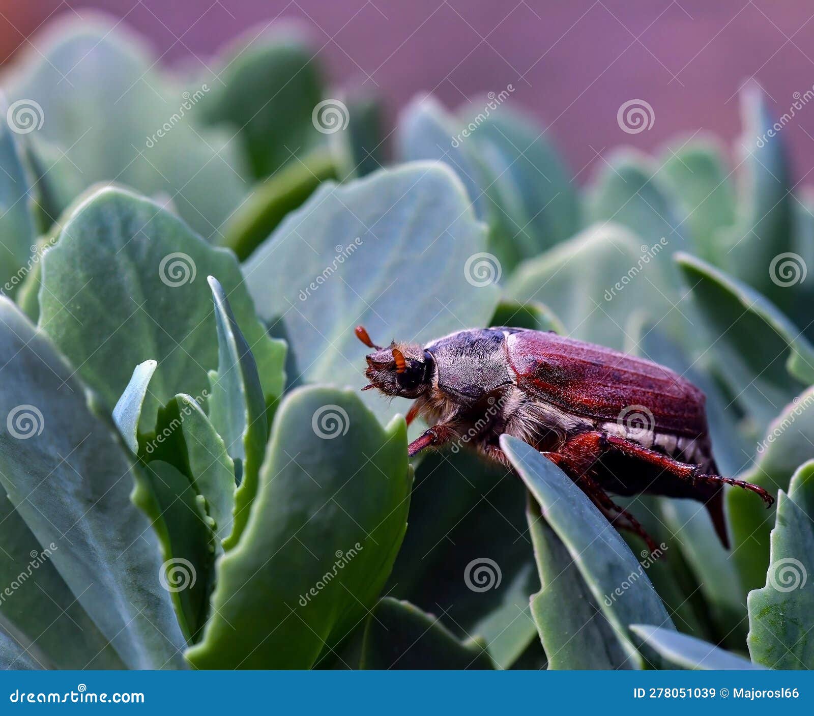 May Bug on the Leaf of a Plant Stock Image - Image of closeup, green ...