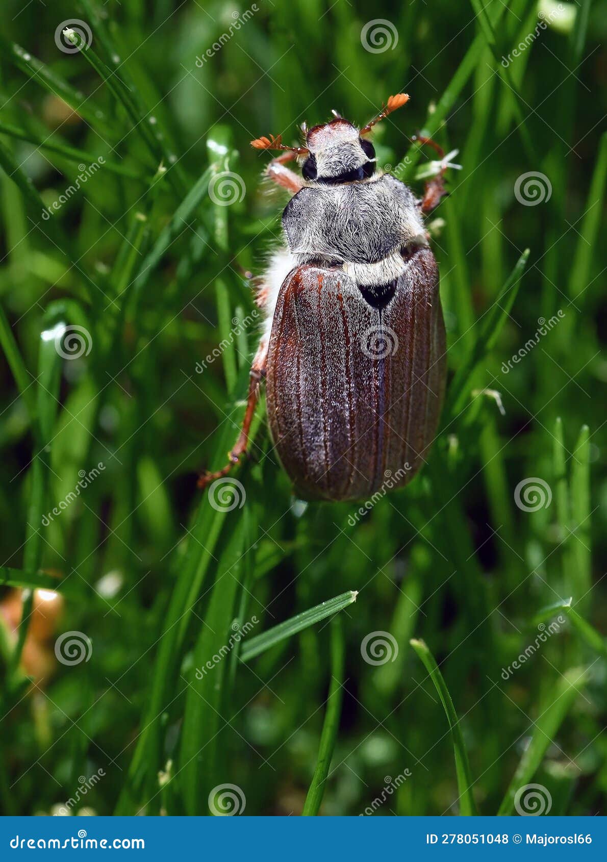 May Bug on the Leaf of a Plant Stock Photo - Image of macro, focus ...