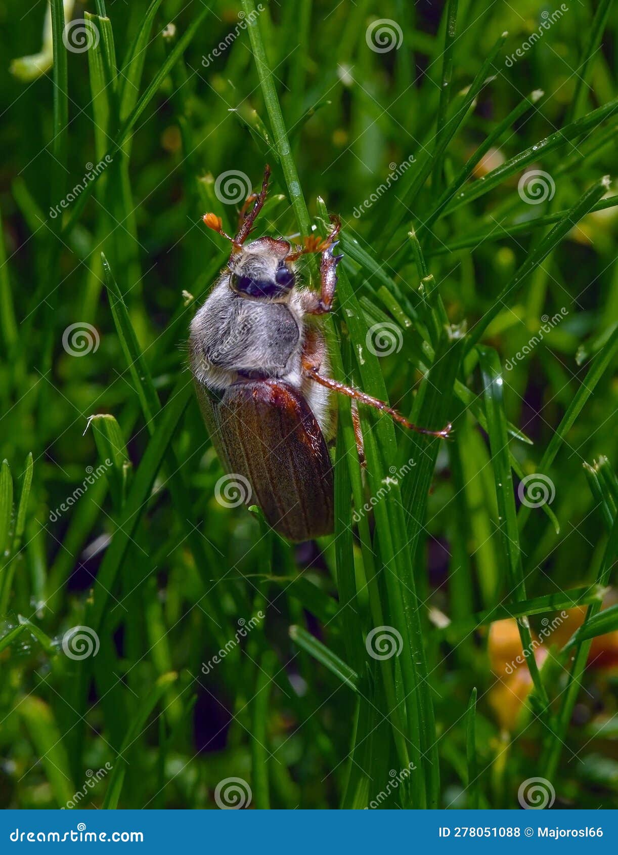 May Bug on the Leaf of a Plant Stock Photo - Image of dorbug, eating ...