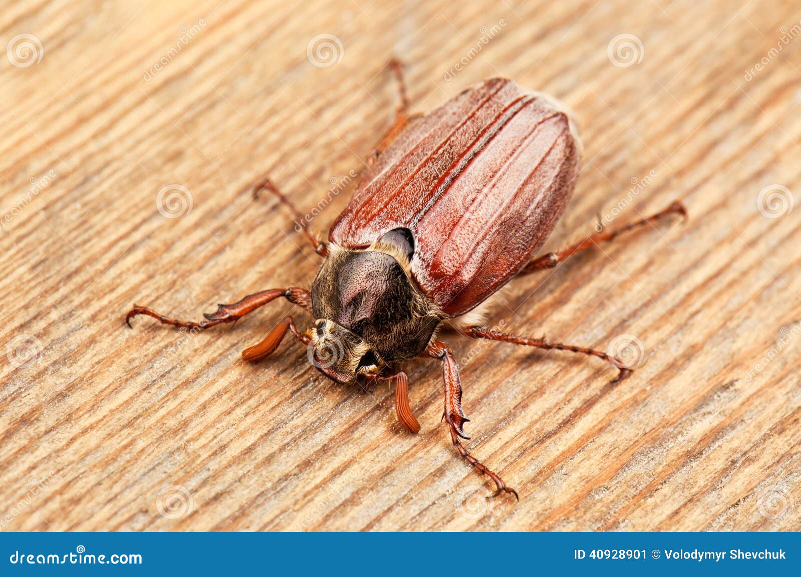 May bug stock image. Image of animals, actions, maybug - 40928901