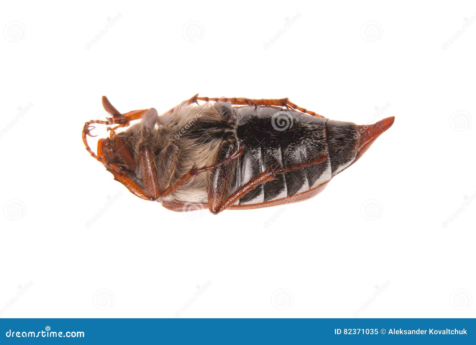 May bug stock image. Image of brown, cockchafer, wildlife - 82371035