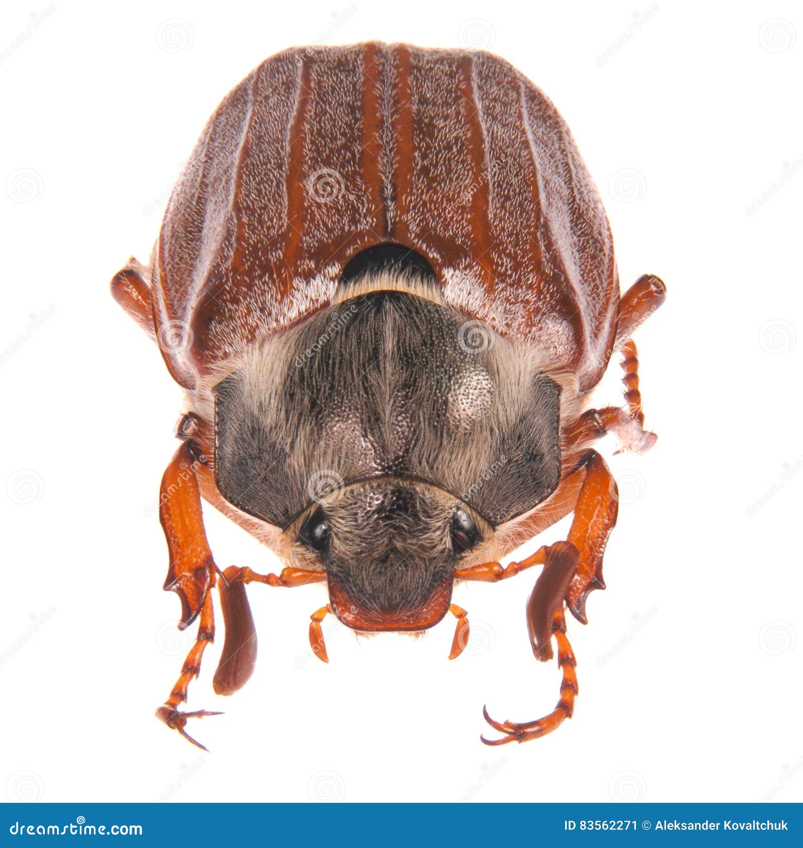 May bug stock image. Image of cockchafer, closeup, seasonal - 83562271