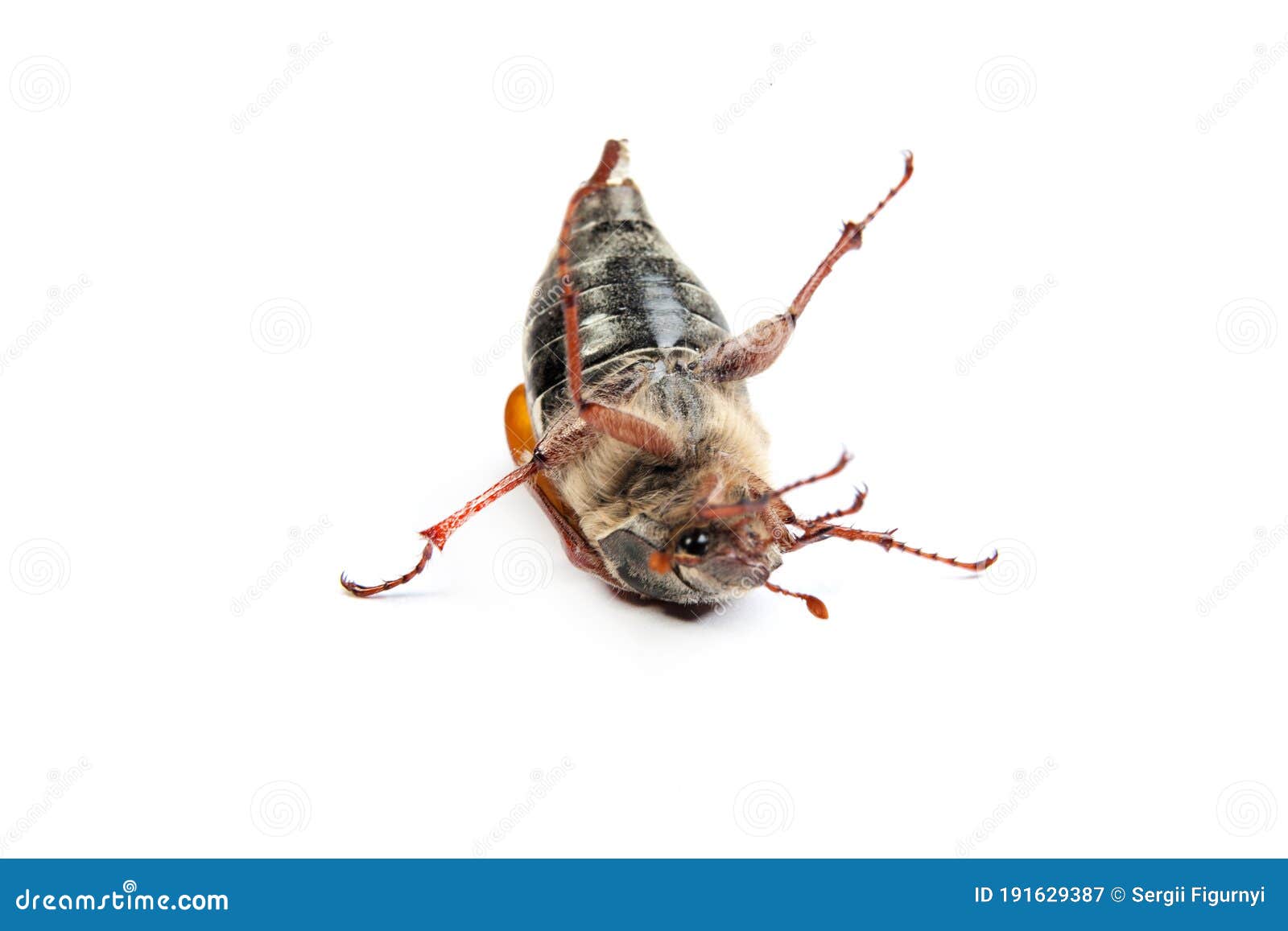 May Bug Macro Isolated on White Stock Image - Image of dorbeetle ...