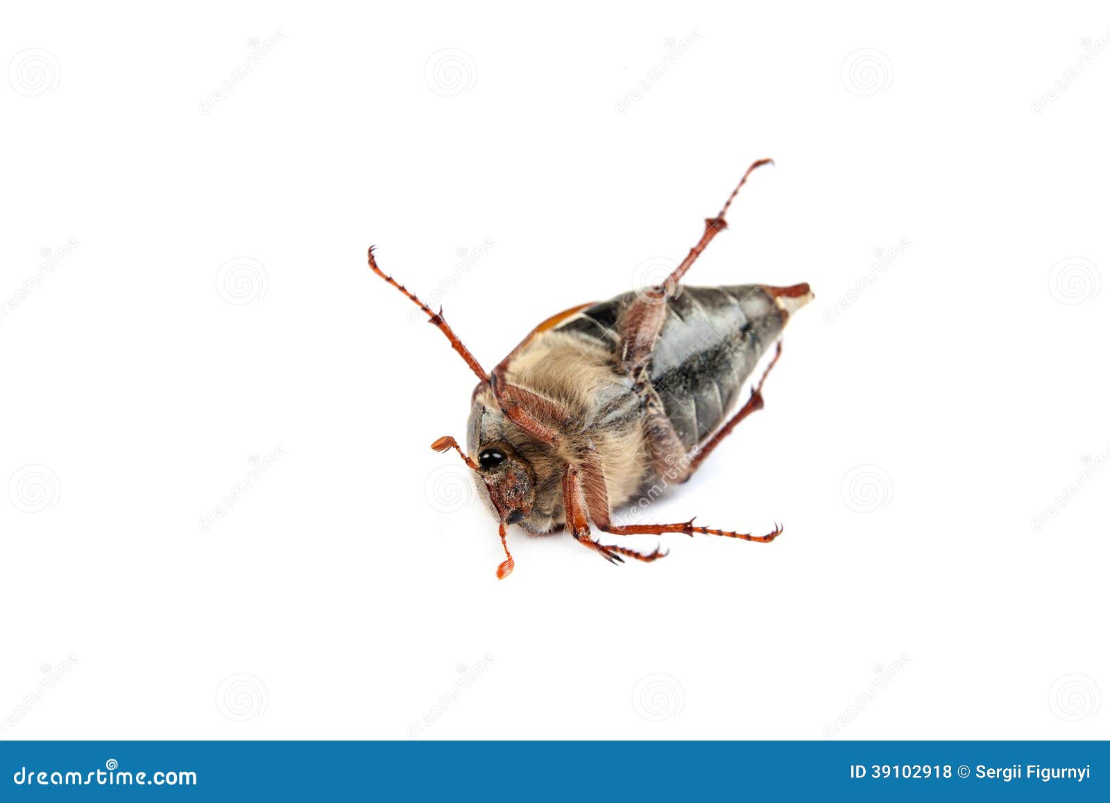 May Bug Macro Isolated on White. Stock Photo - Image of isolated ...