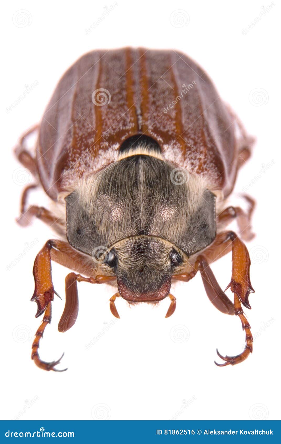 May bug stock photo. Image of cockchafer, nature, chafer - 81862516