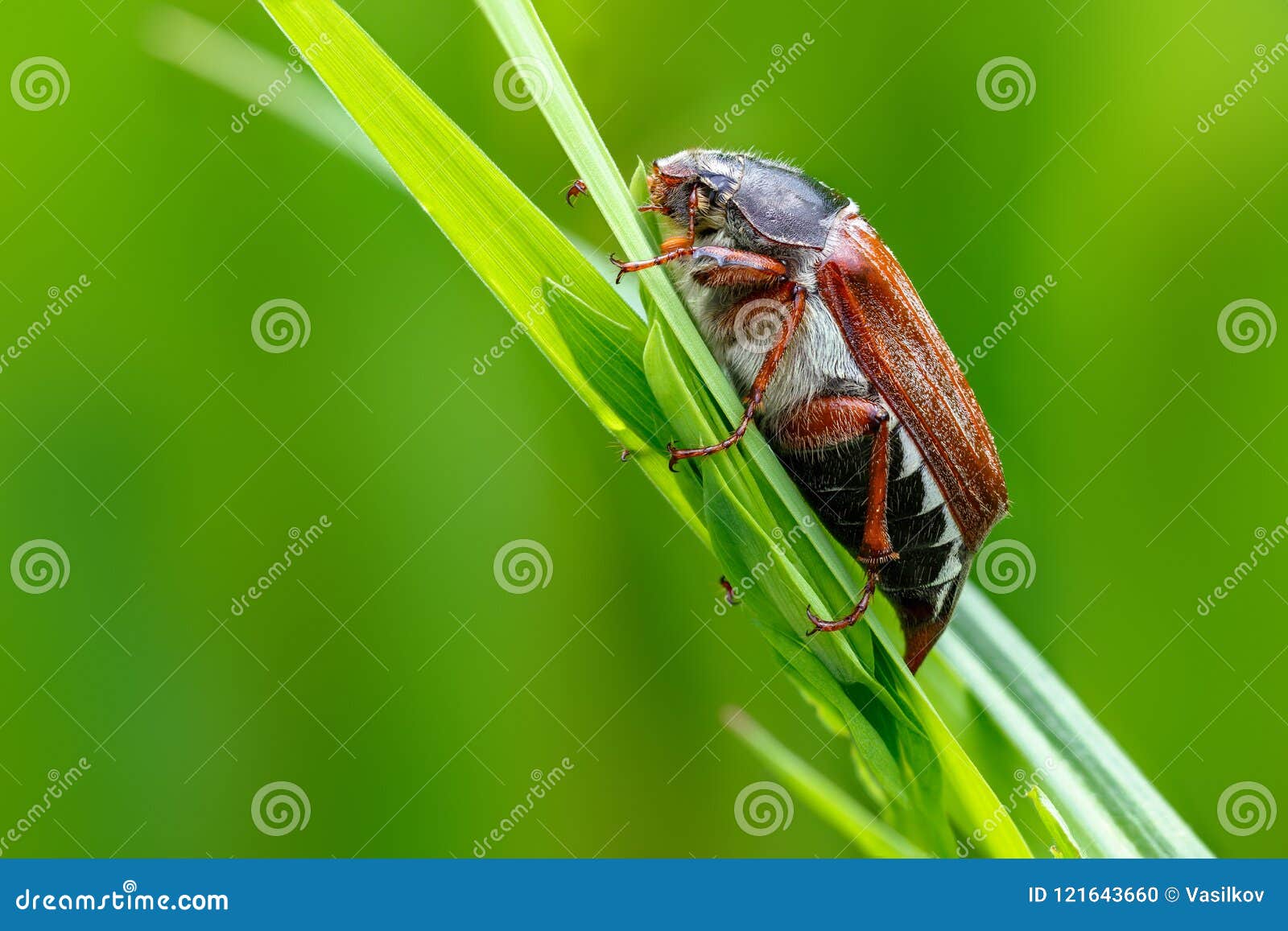 The May-bug the Macro Portrait. Stock Photo - Image of background ...
