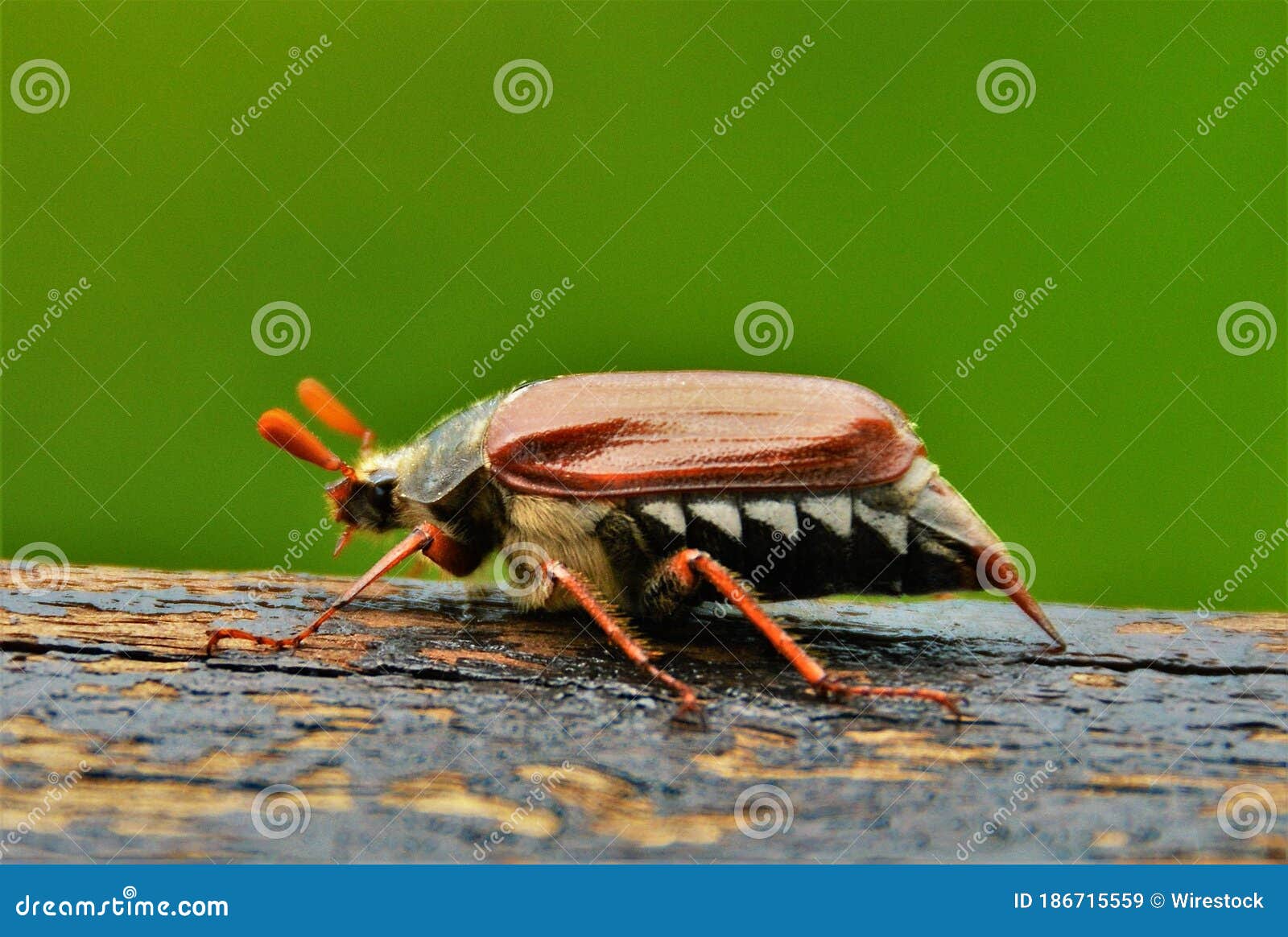 The may bug melolontha stock image. Image of pollywog - 186715559