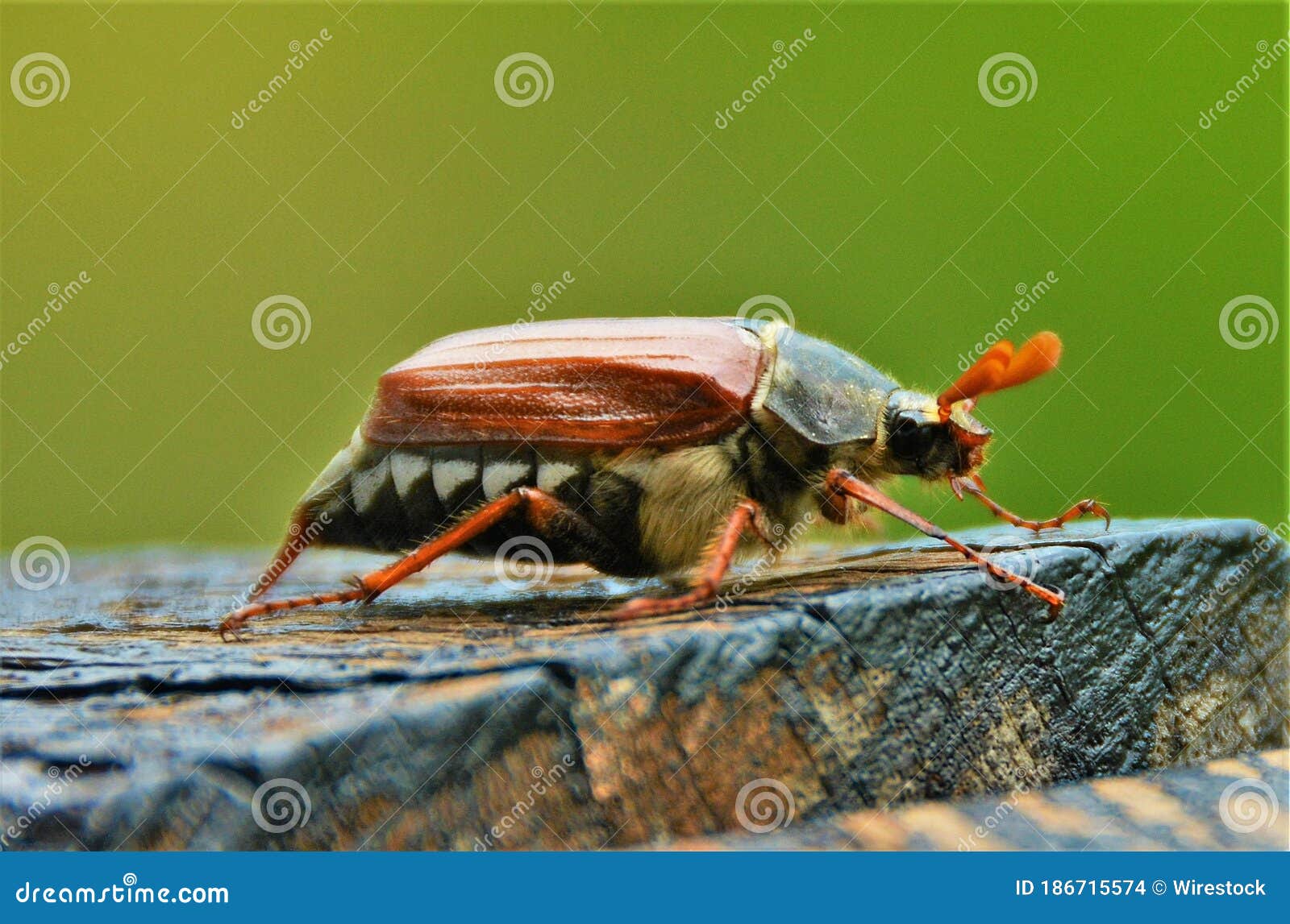 The may bug melolontha stock photo. Image of people - 186715574
