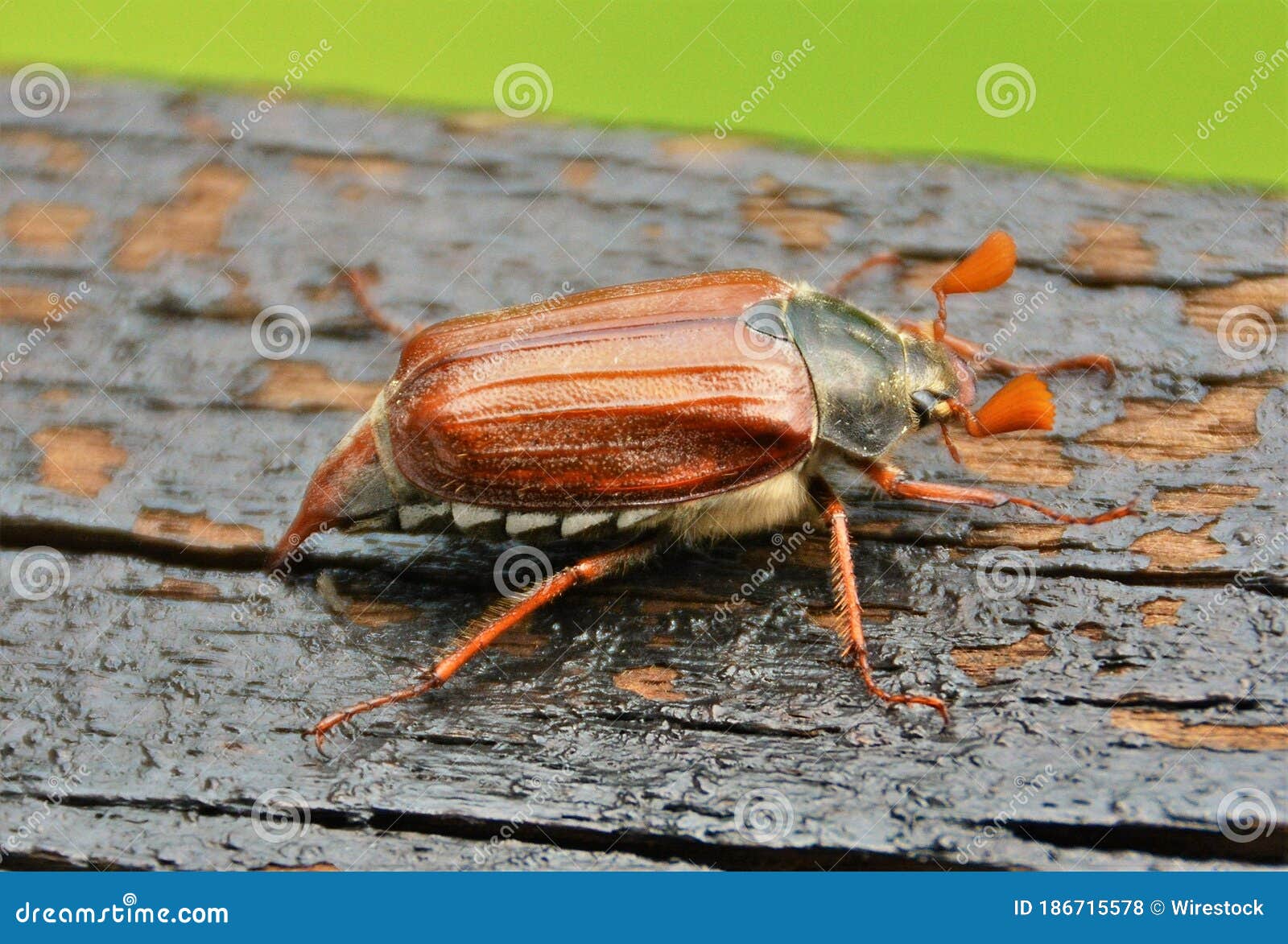 The may bug melolontha stock photo. Image of juvenile - 186715578
