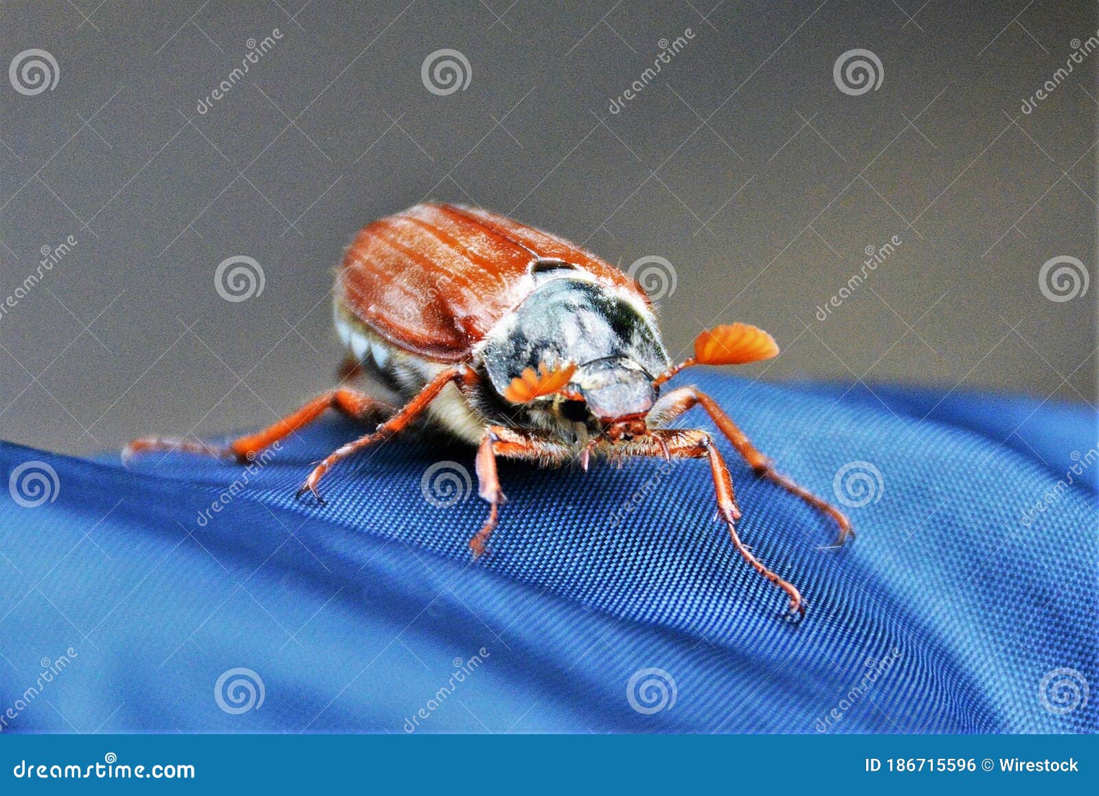 The may bug melolontha stock photo. Image of polliwog - 186715596