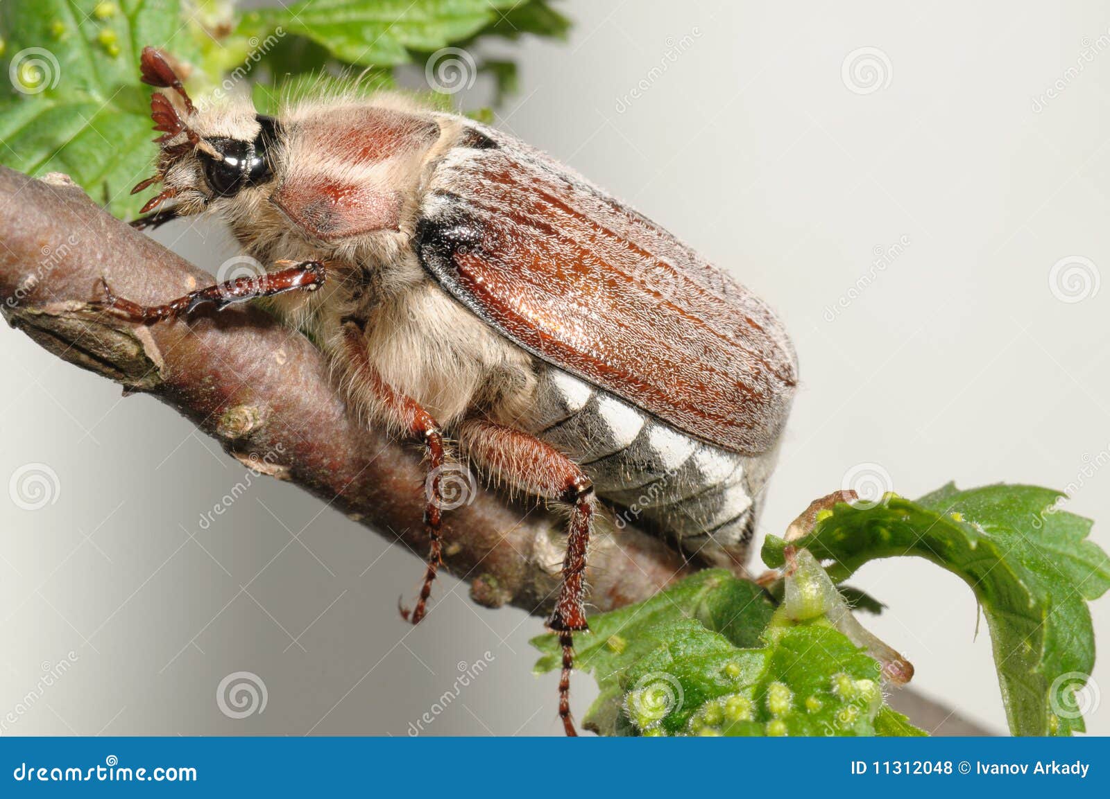 May-bug (Melolontha Vulgaris) Stock Photo - Image of beetle, flying ...