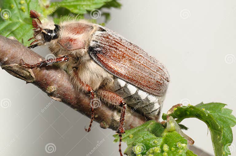 May-bug (Melolontha Vulgaris) Stock Photo - Image of beetle, flying ...