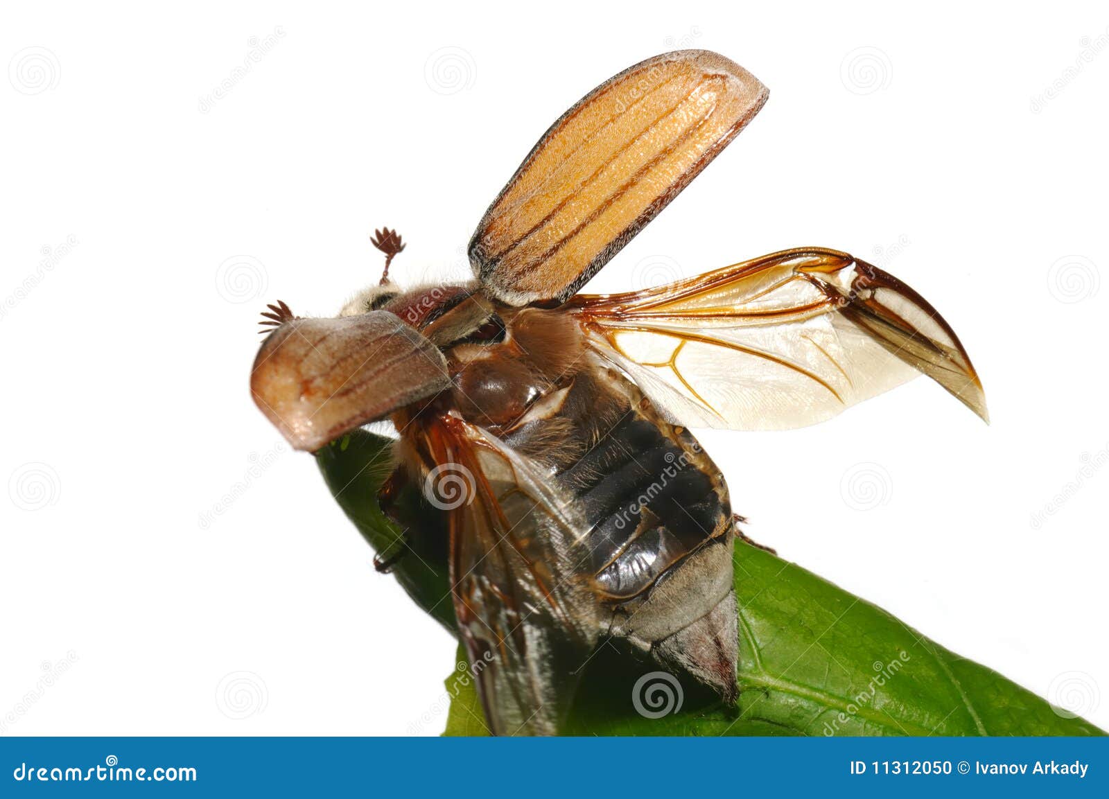 May-bug (Melolontha Vulgaris) Stock Photo - Image of beat, green: 11312050