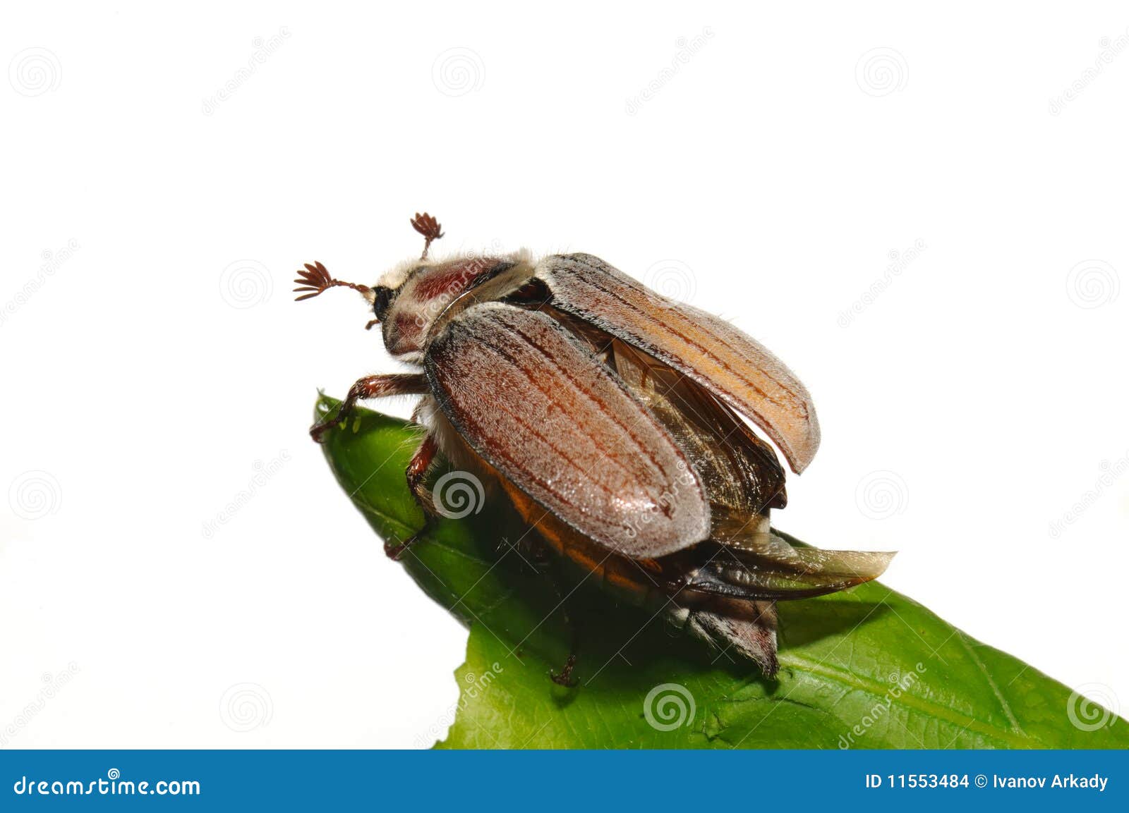 May-bug (Melolontha Vulgaris) Stock Photo - Image of wing, chafer: 11553484