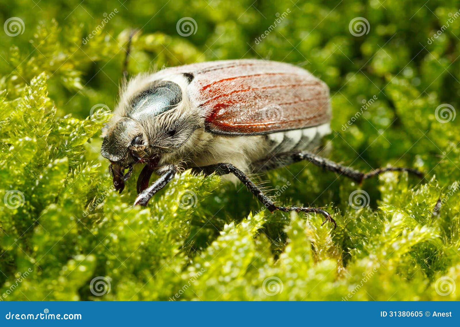 May bug in moss stock image. Image of melolontha, bryophyta - 31380605