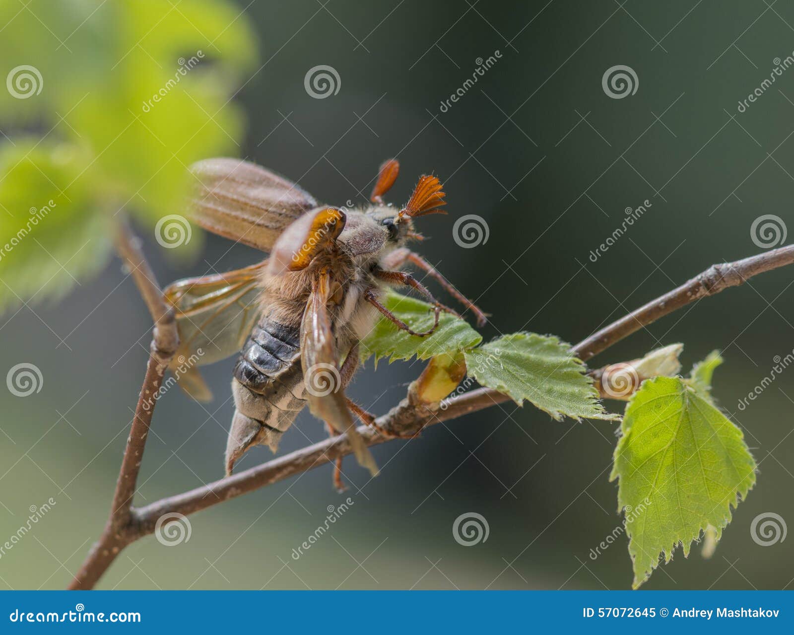May-bug stock image. Image of beautiful, nature, macrofoto - 57072645