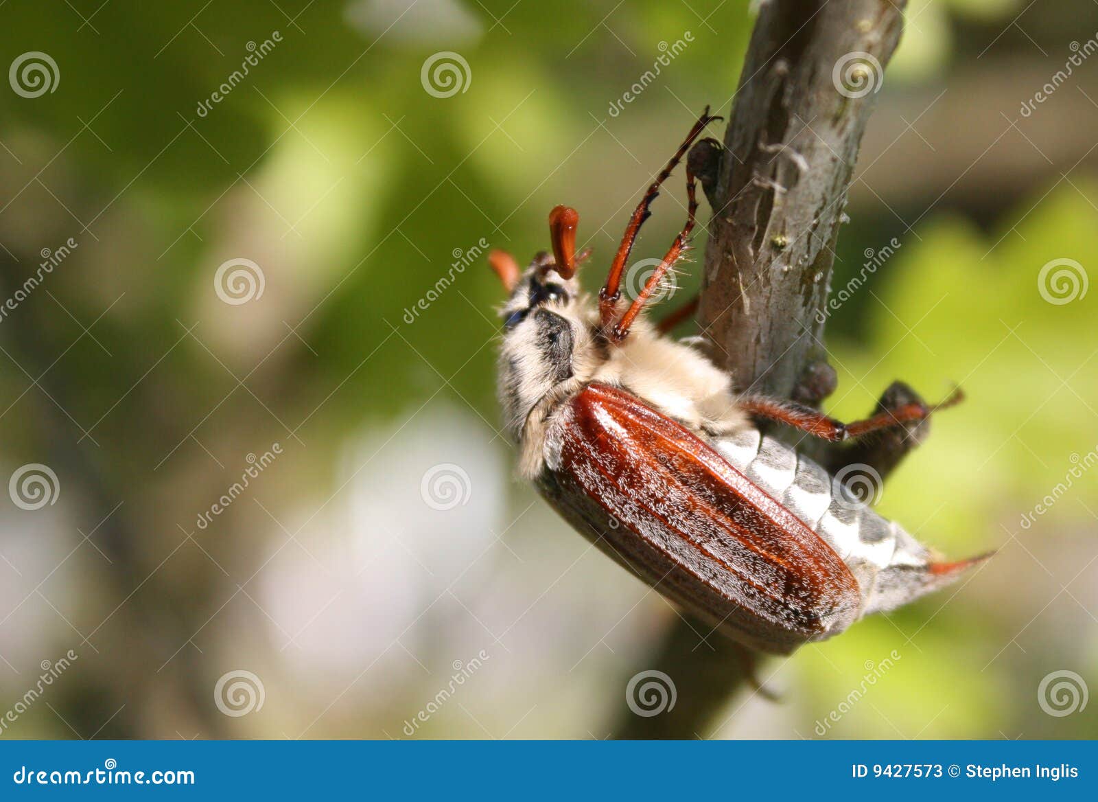 May bug (Scarabaeidae) stock image. Image of antenna, cockroach - 9427573